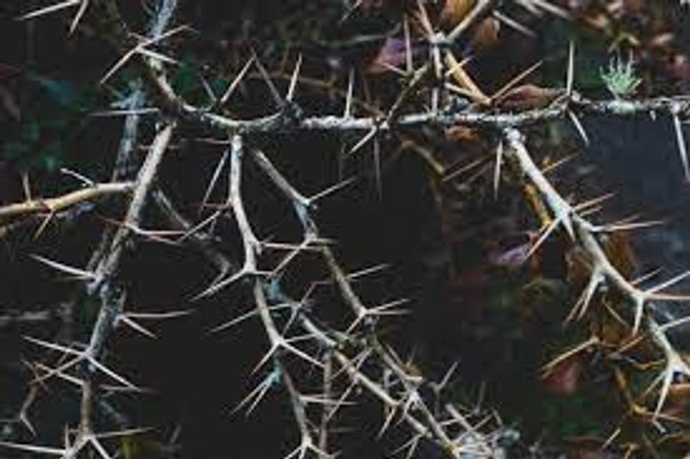 Do the Thorns of the World Choke out Your Progress?