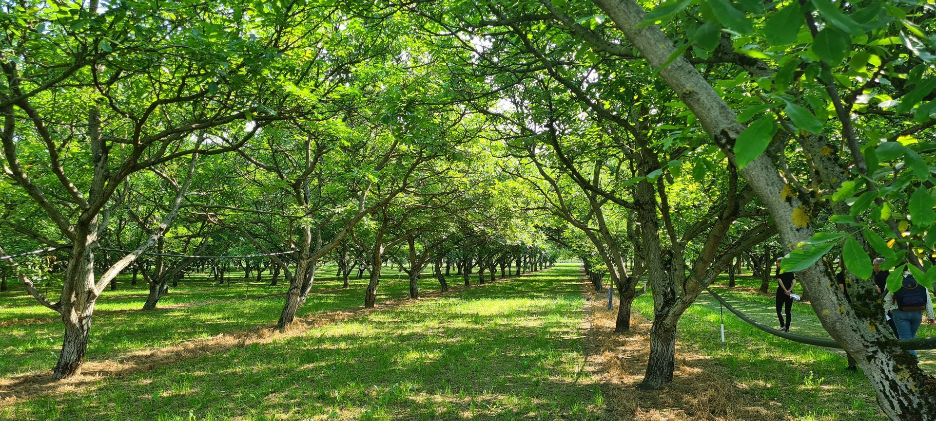 Fact-finding trip to nut growing region in France