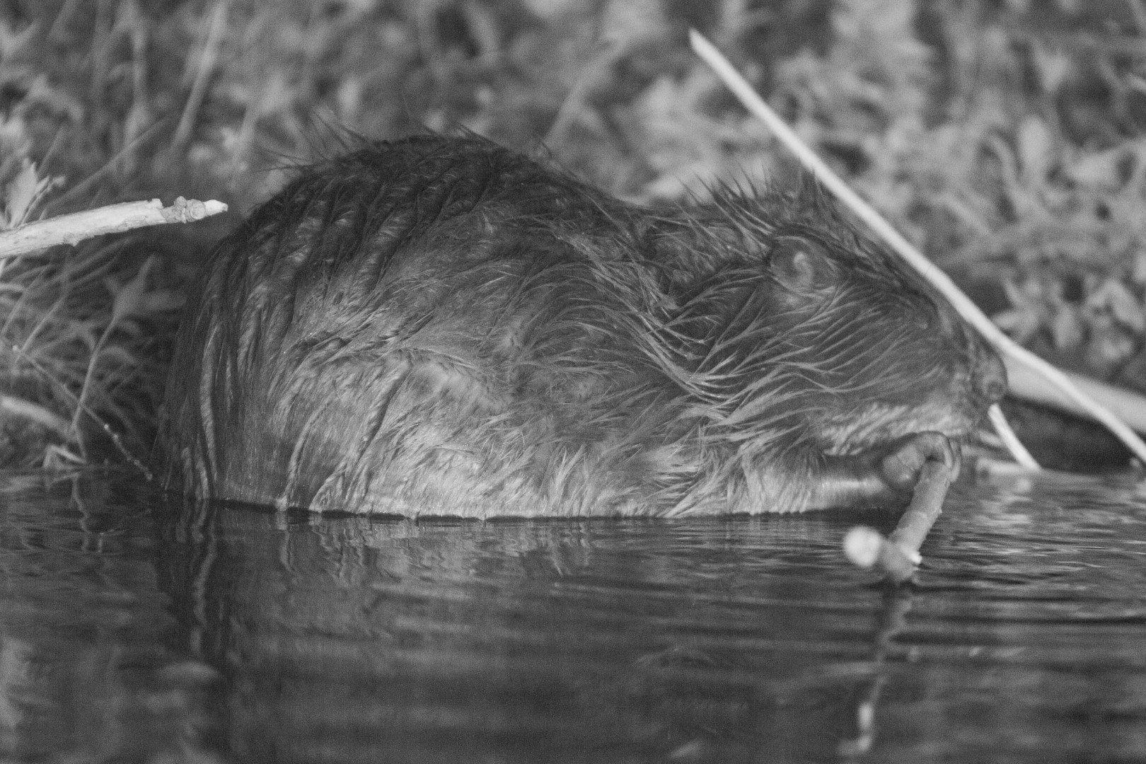 Weekend beaver photography experience