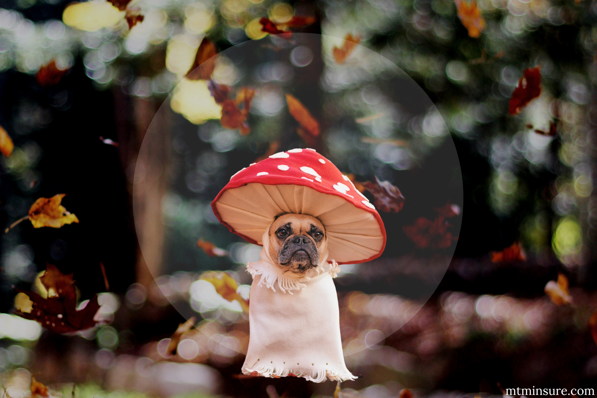 Fall Pet Safety Tips