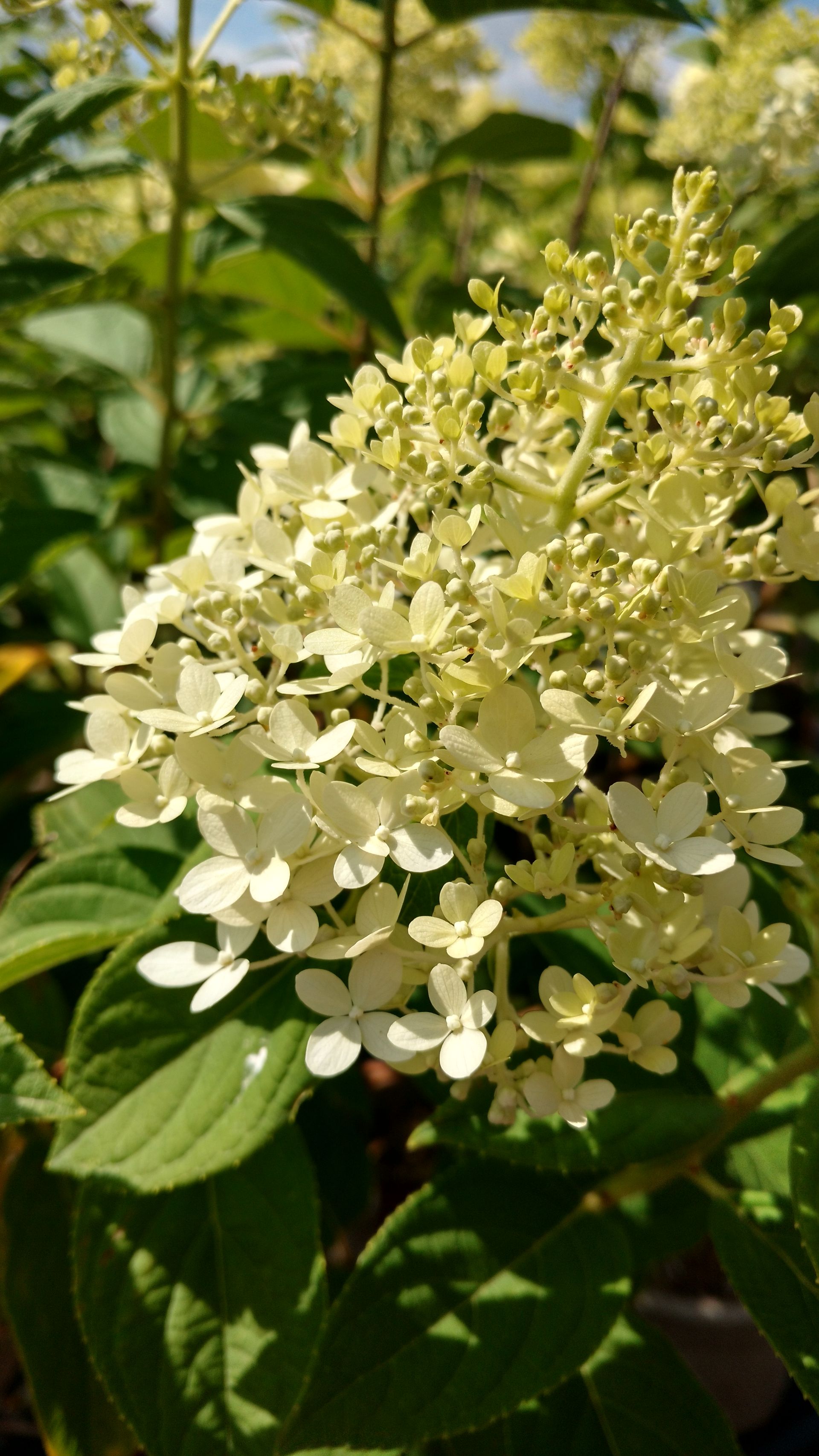 Limelight Tree Hydrangea