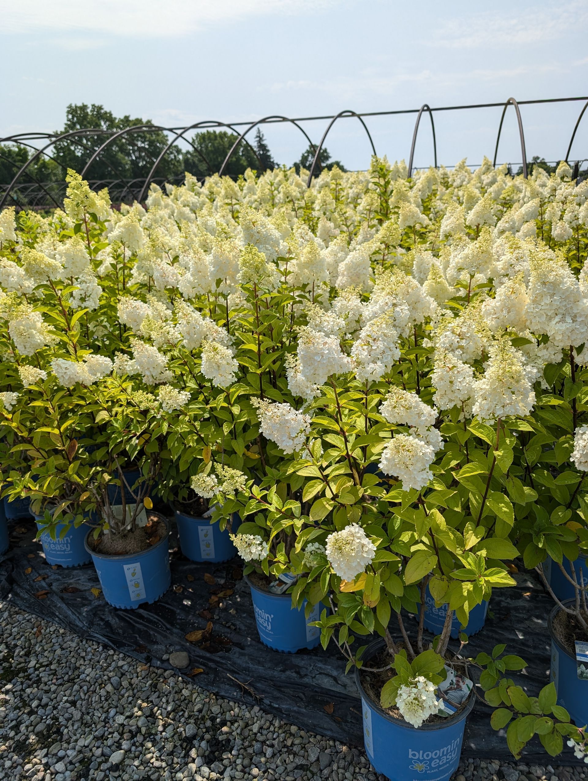 Moonrock® Hydrangea