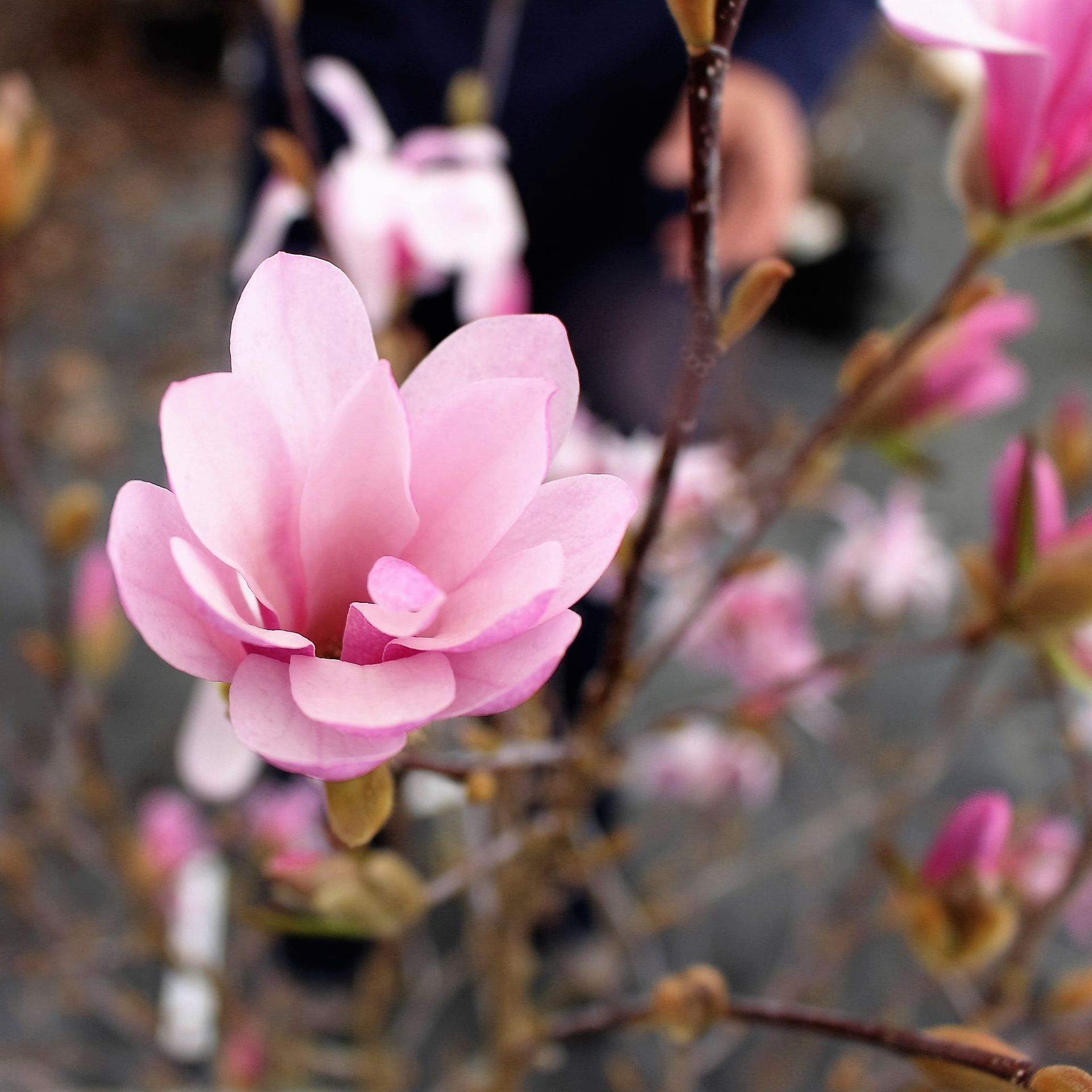 Leonard Messel Magnolia