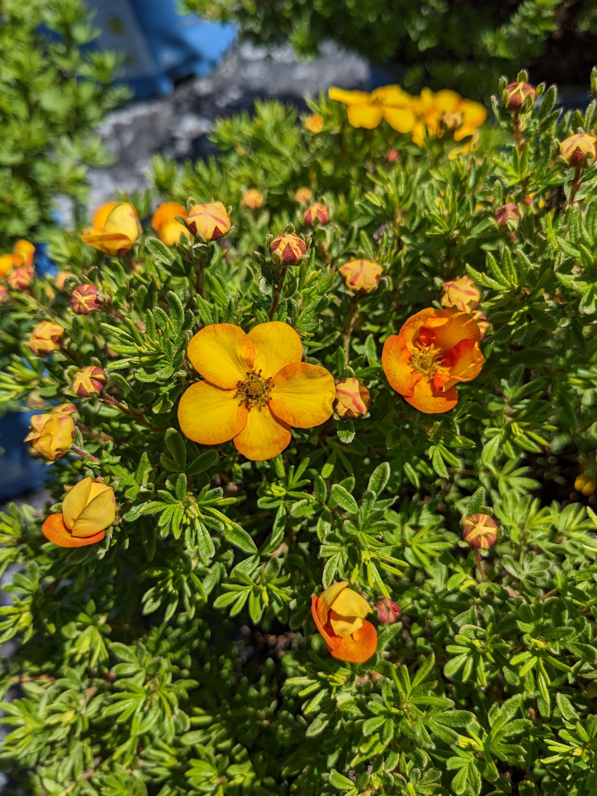 Bella Sol® Potentilla