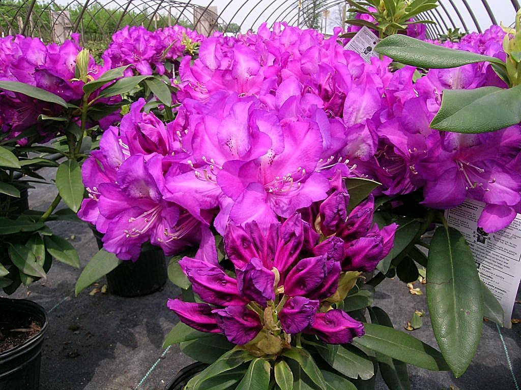 Purple Passion Rhododendron