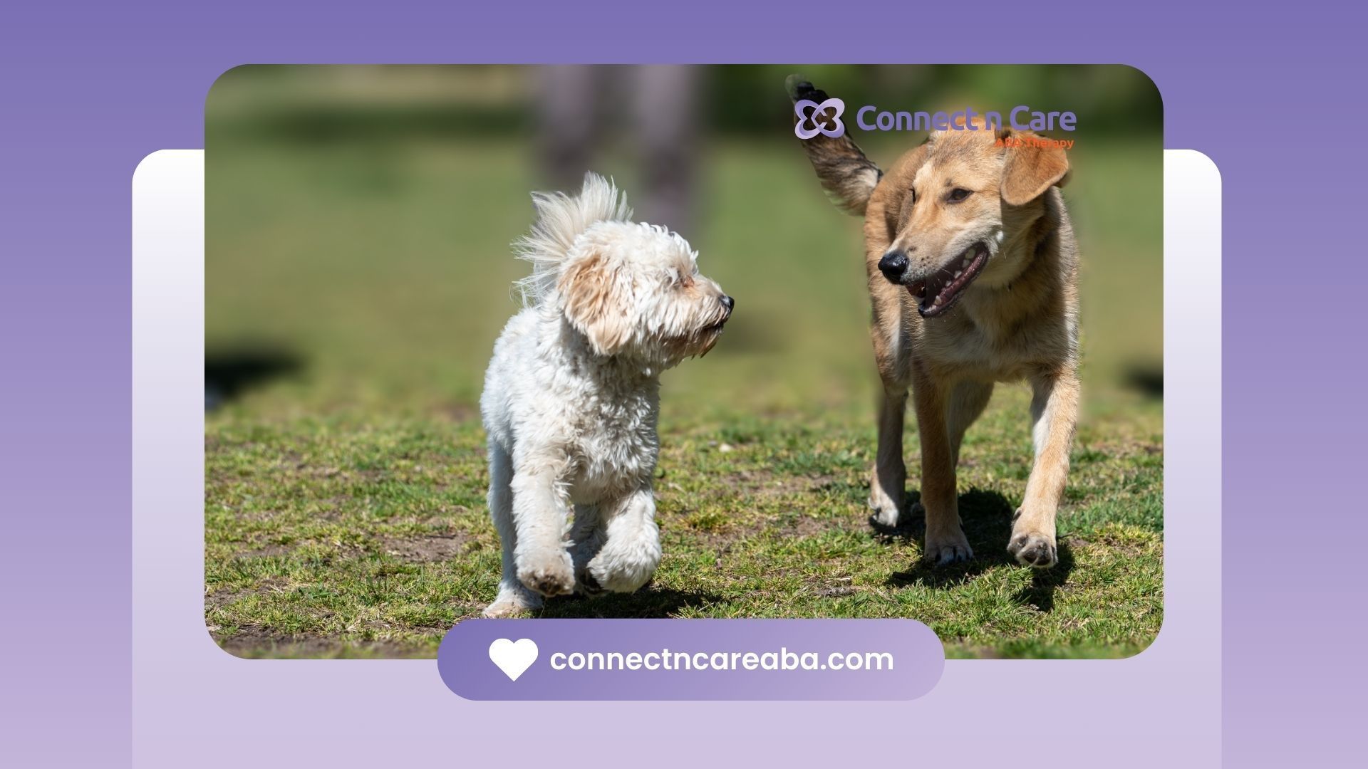 Autism in Dogs: Symptoms and Treatment | Connect n Care ABA