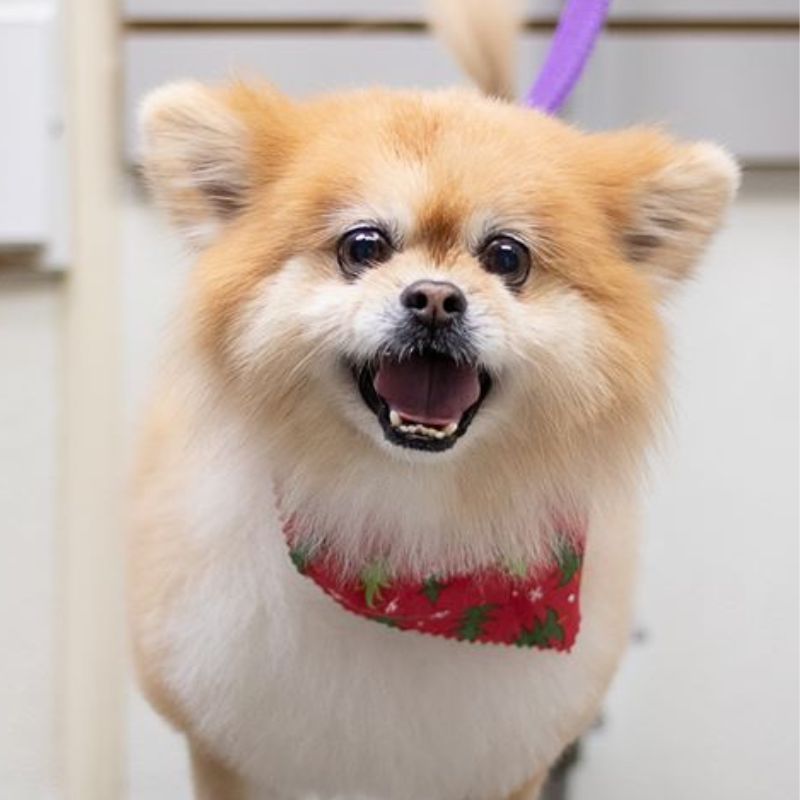 ABC Pet Resort & Spa Gallery