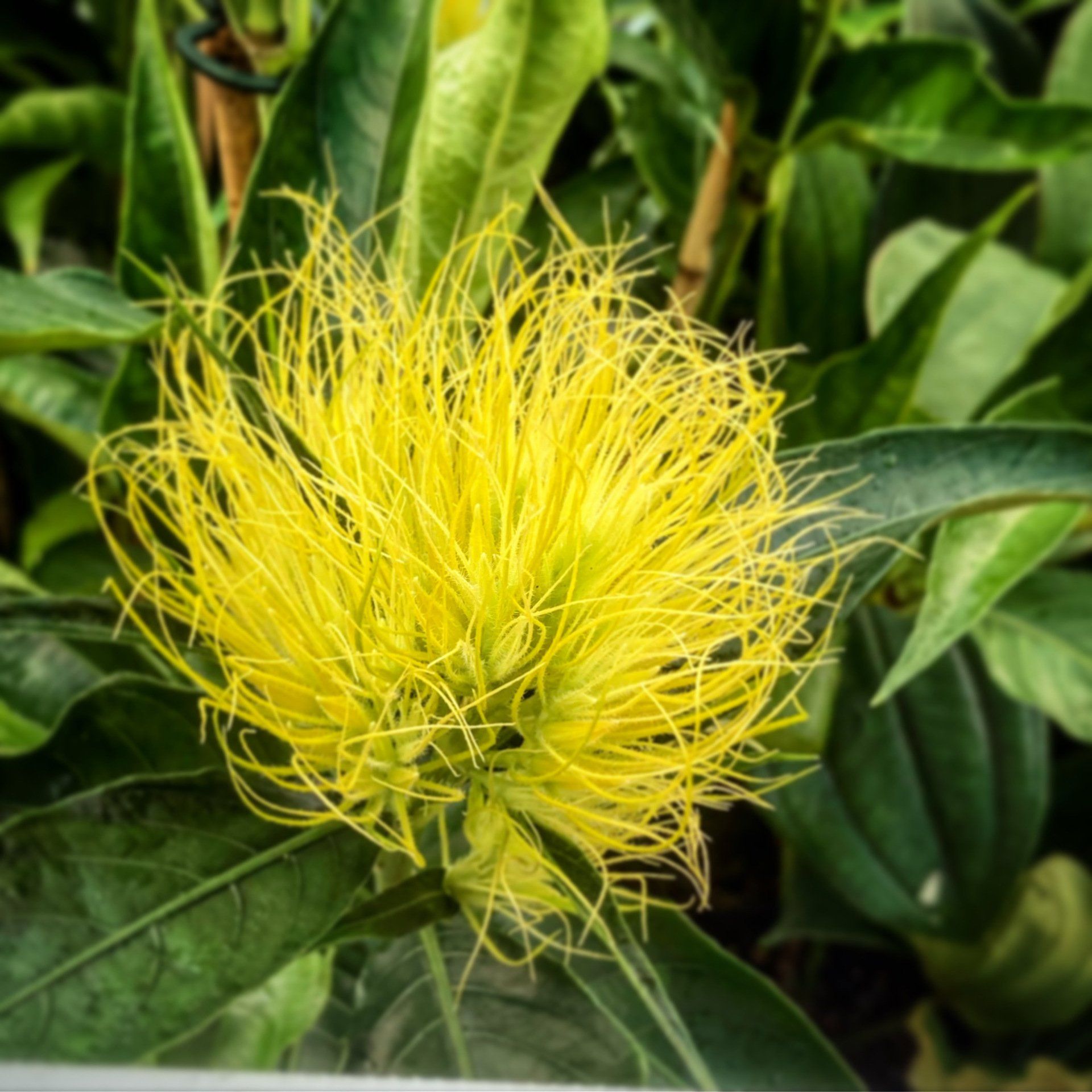 Gallery | Timbara Garden Centre