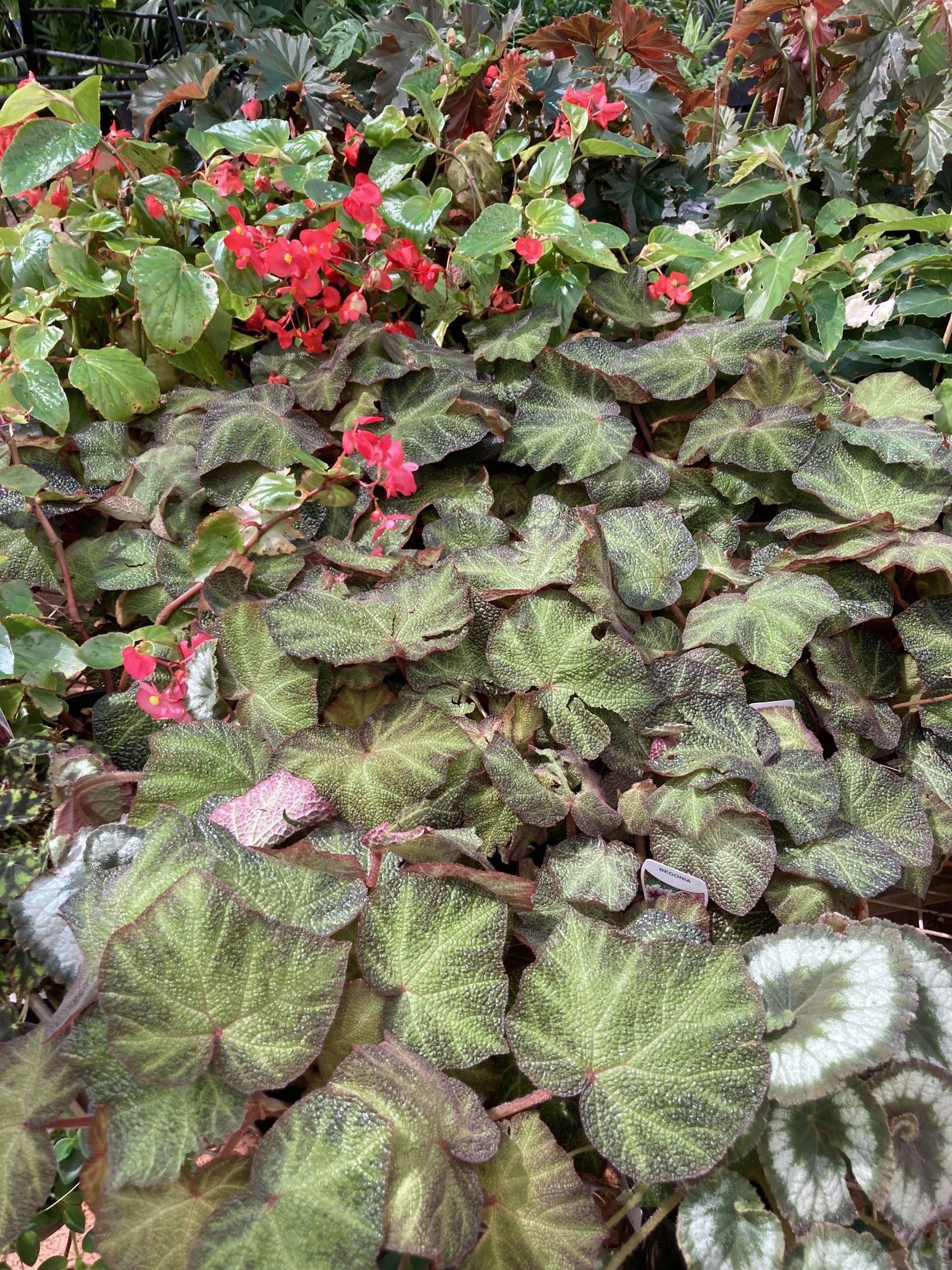 Shade Loving Indoor Plants for Sale | Timbara Garden Centre