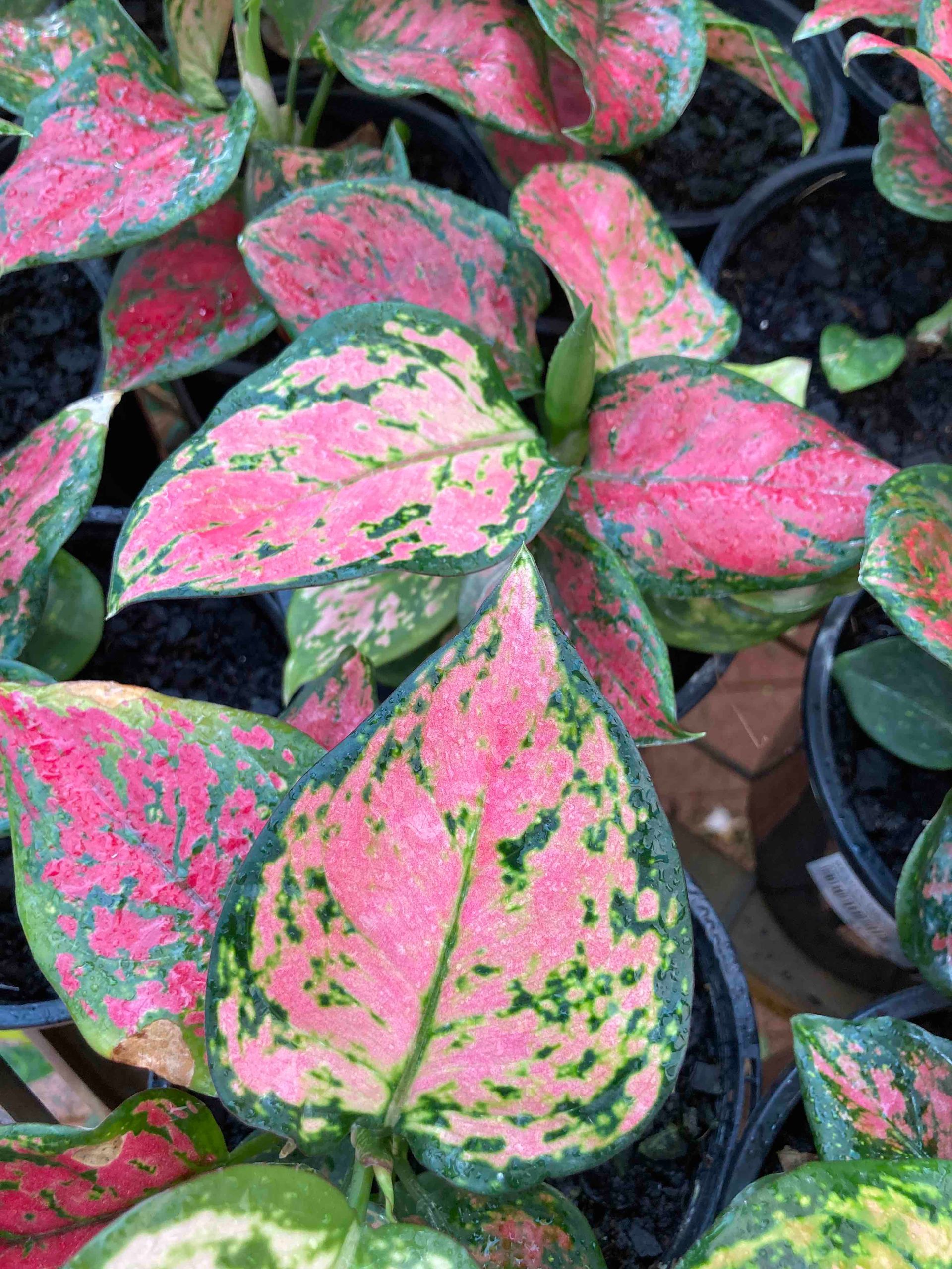 Garden Nursery & Shop in Redlands, QLD | Timbara Garden Centre