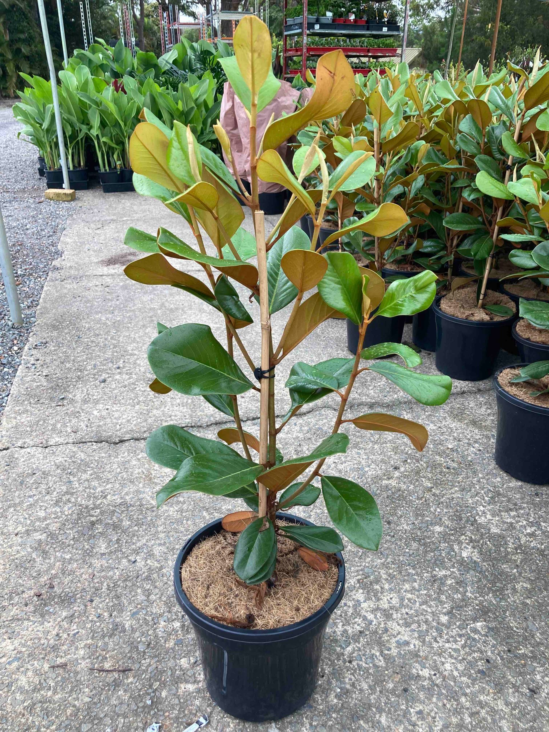 Garden Nursery & Shop in Redlands, QLD | Timbara Garden Centre