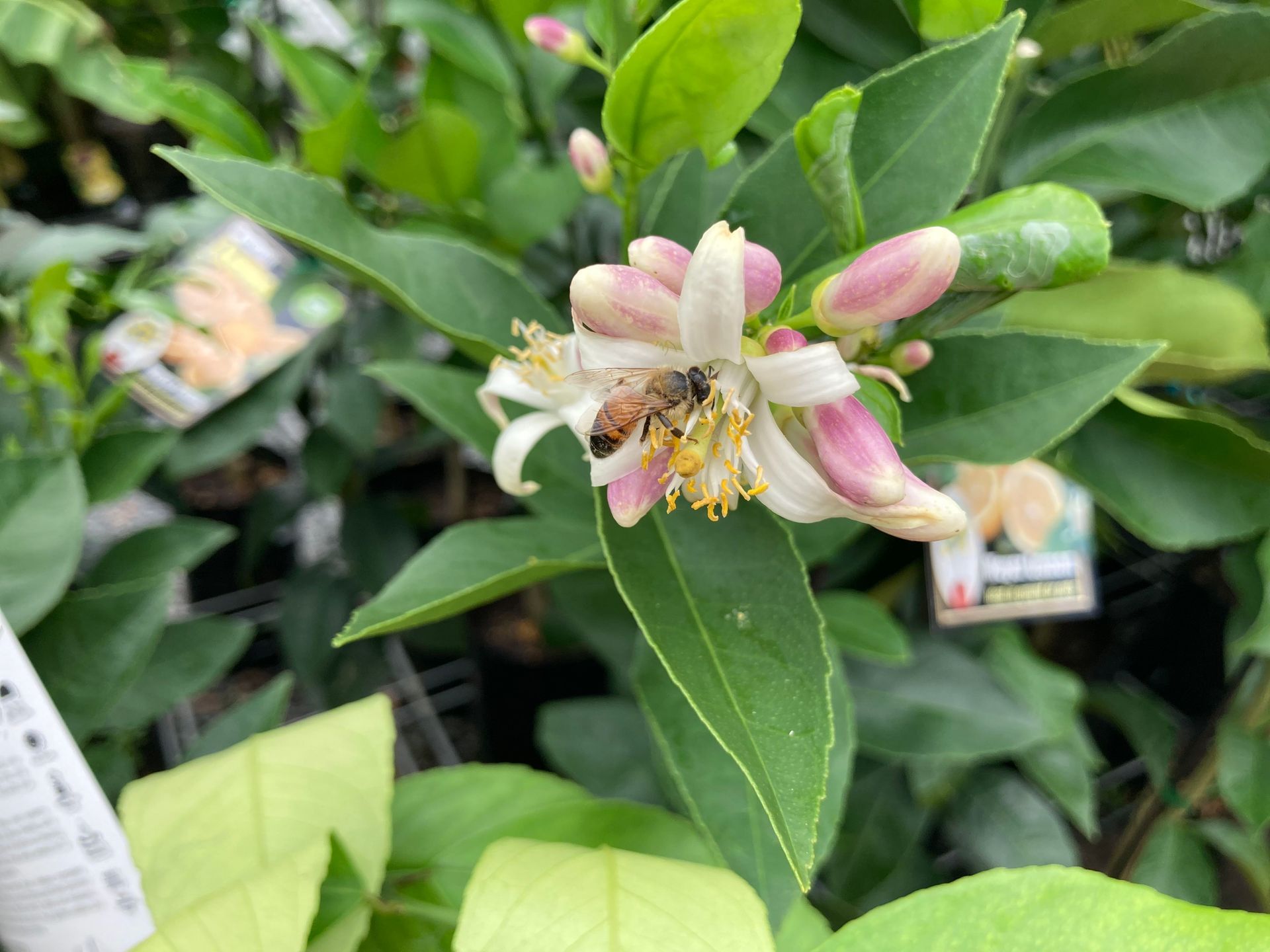 Garden Nursery & Shop in Redlands, QLD | Timbara Garden Centre