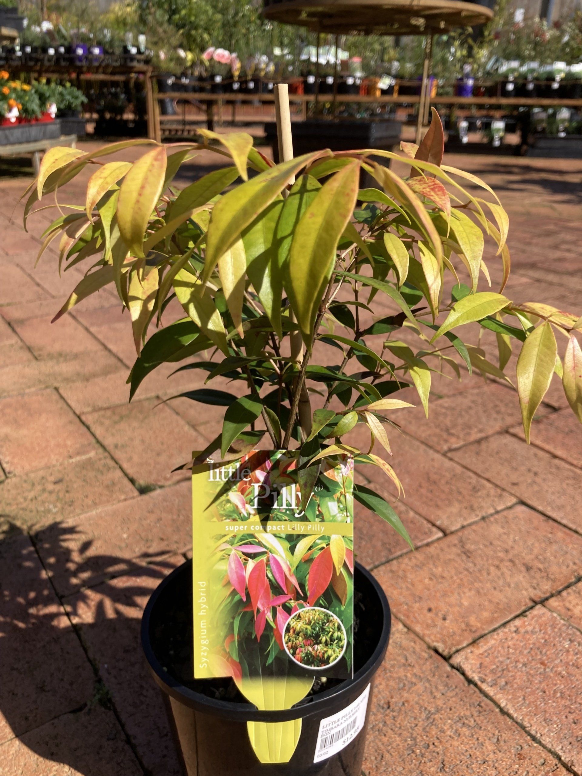 Special Deals & Promotions | Timbara Garden Centre