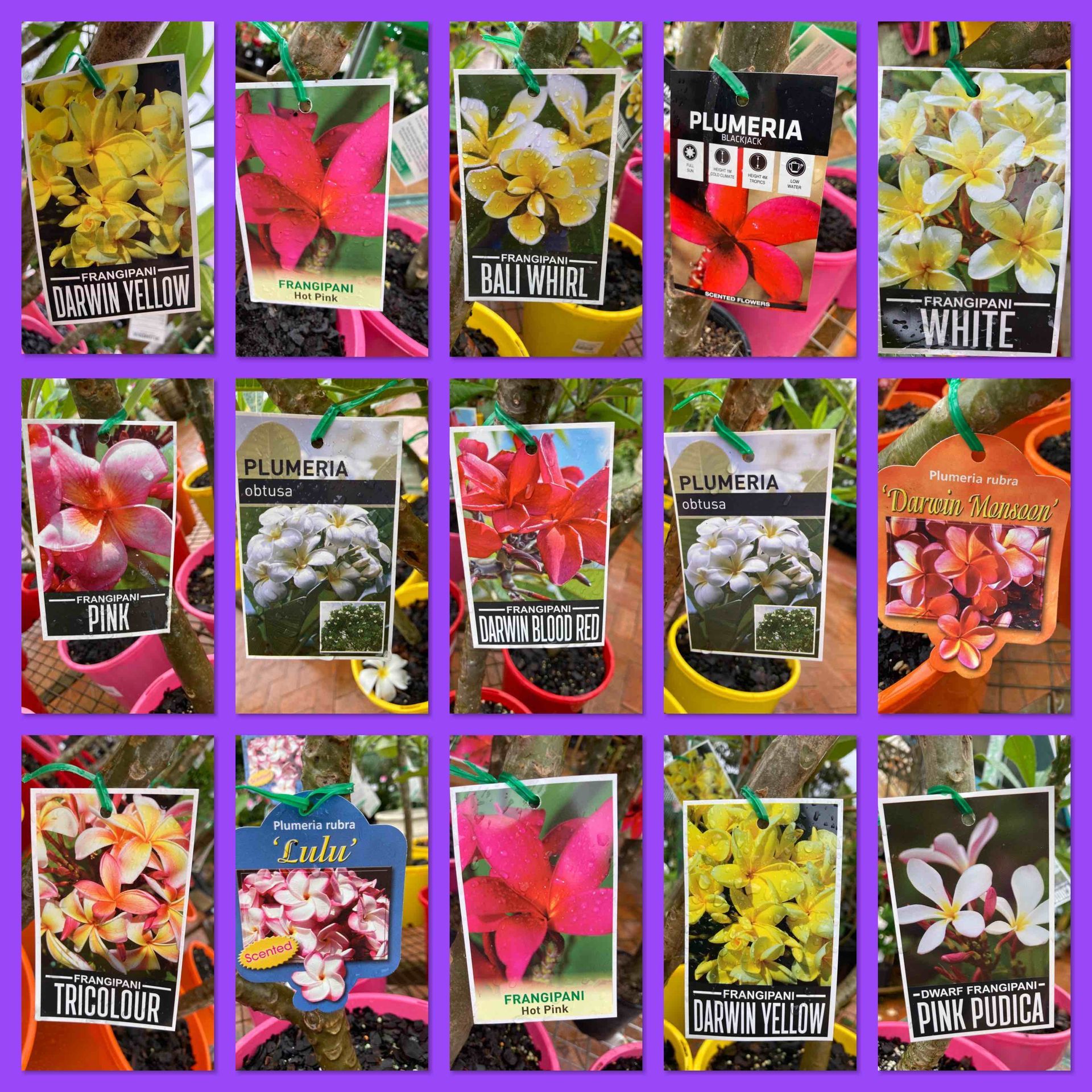 Timbara Garden Centre