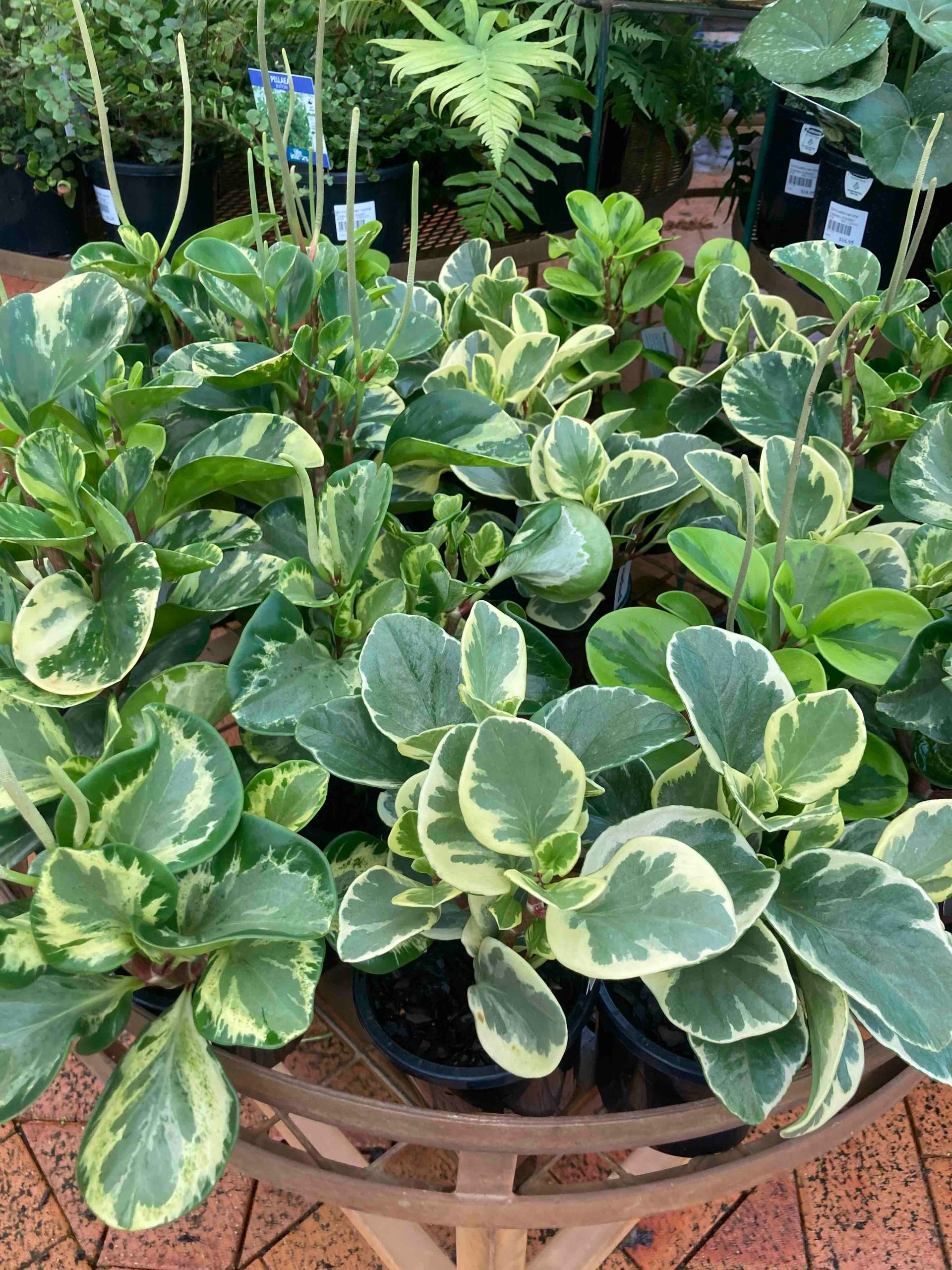 Timbara Garden Centre