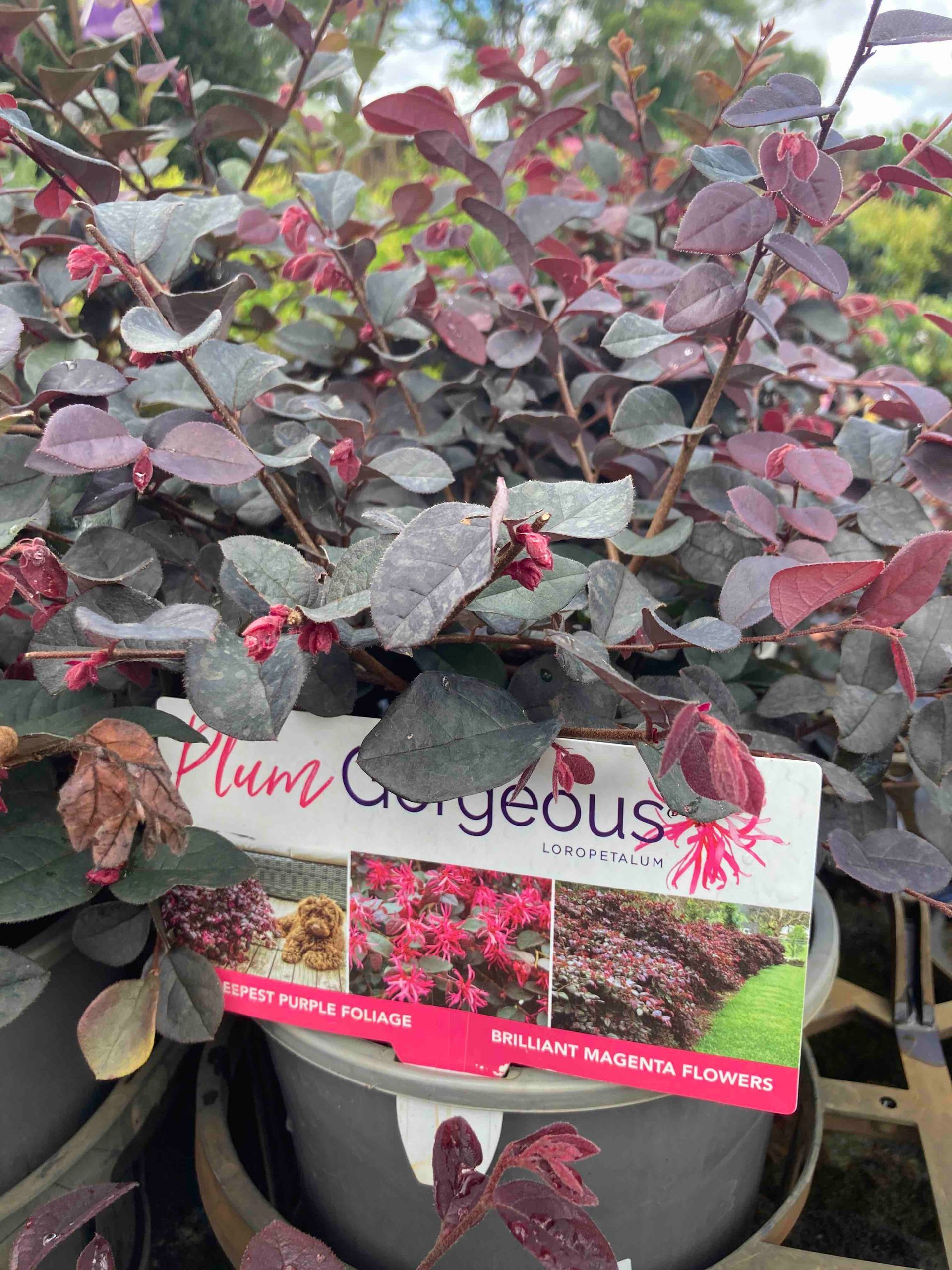 Timbara Garden Centre