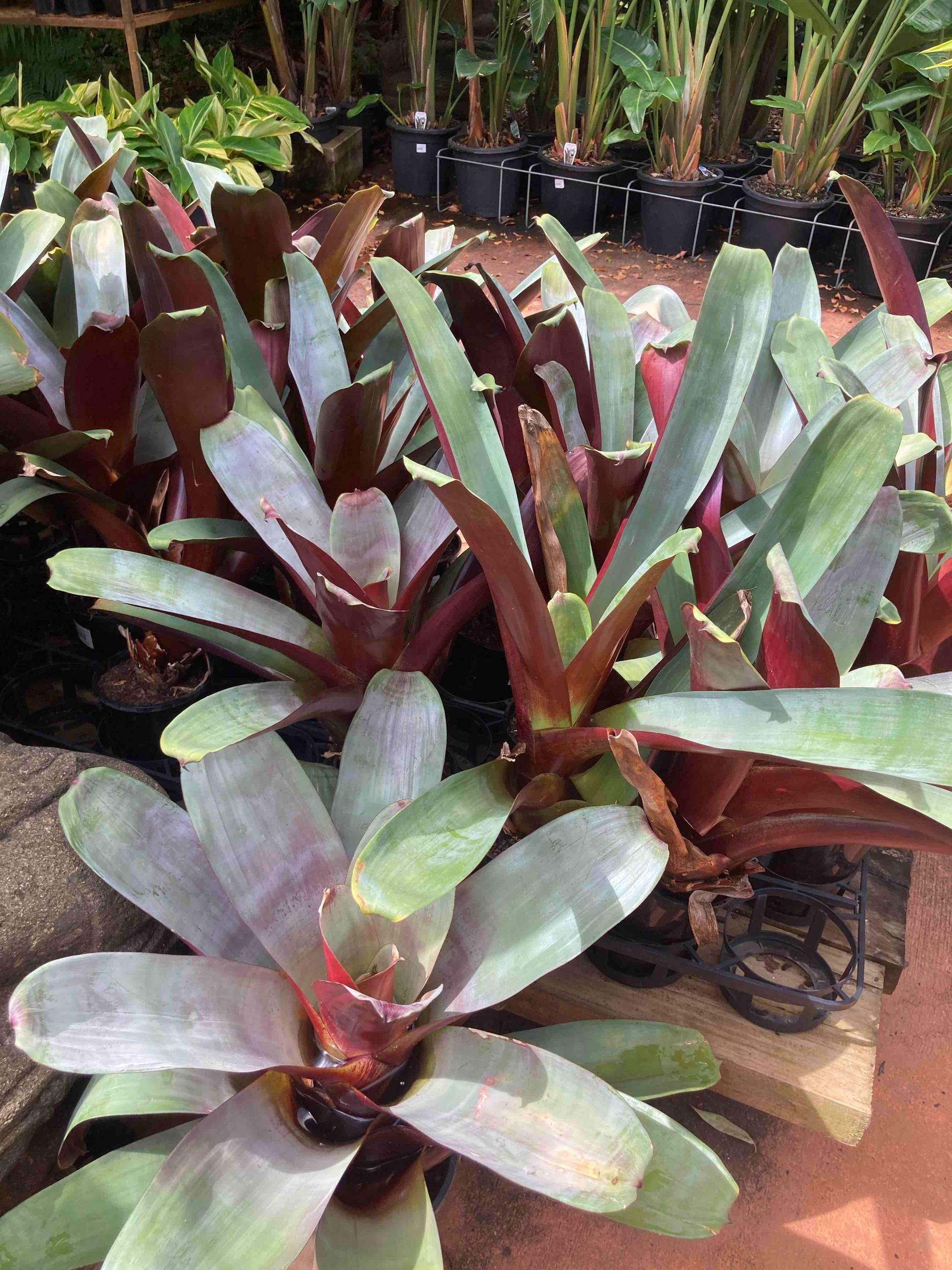 Timbara Garden Centre