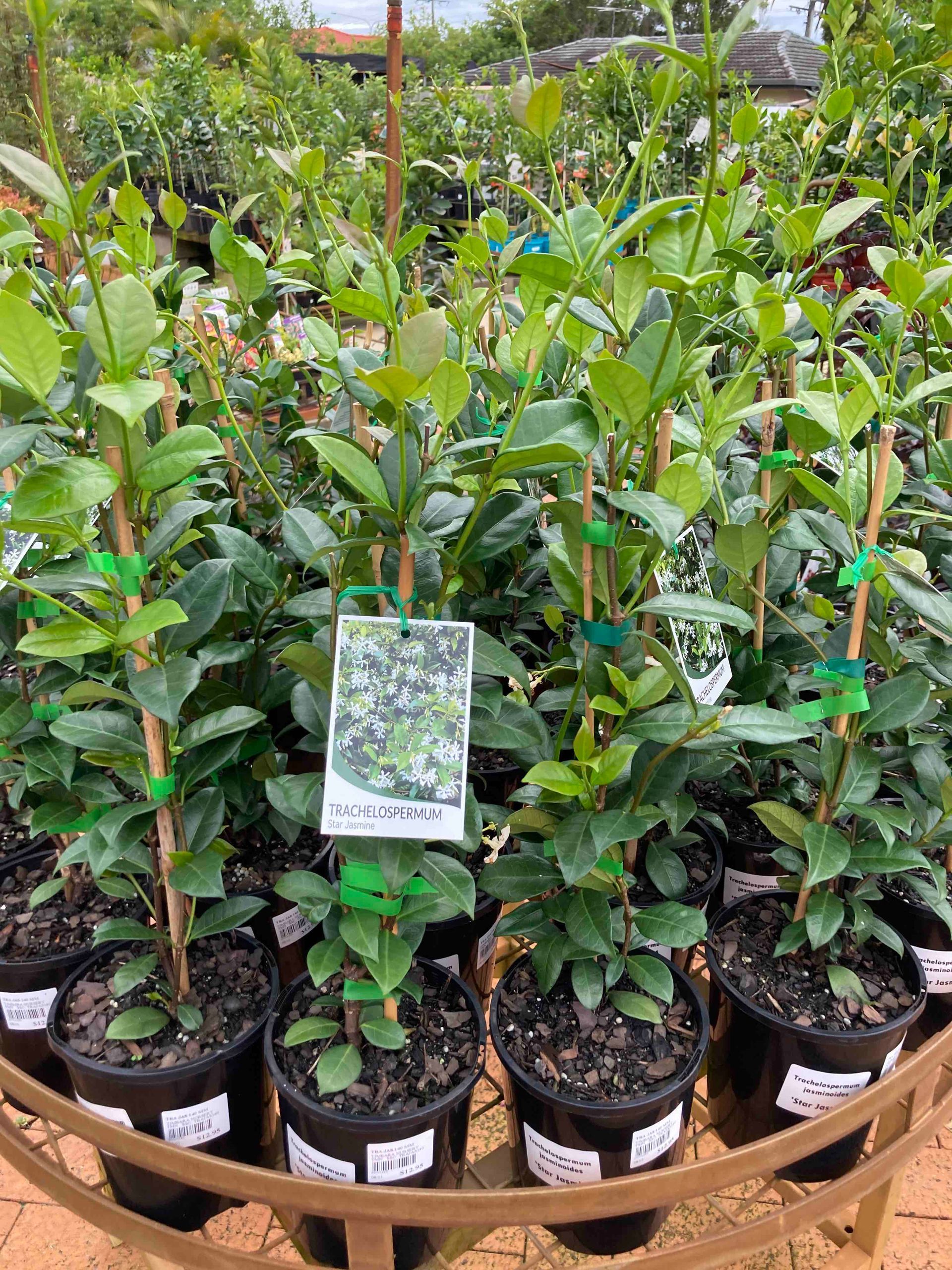 Timbara Garden Centre