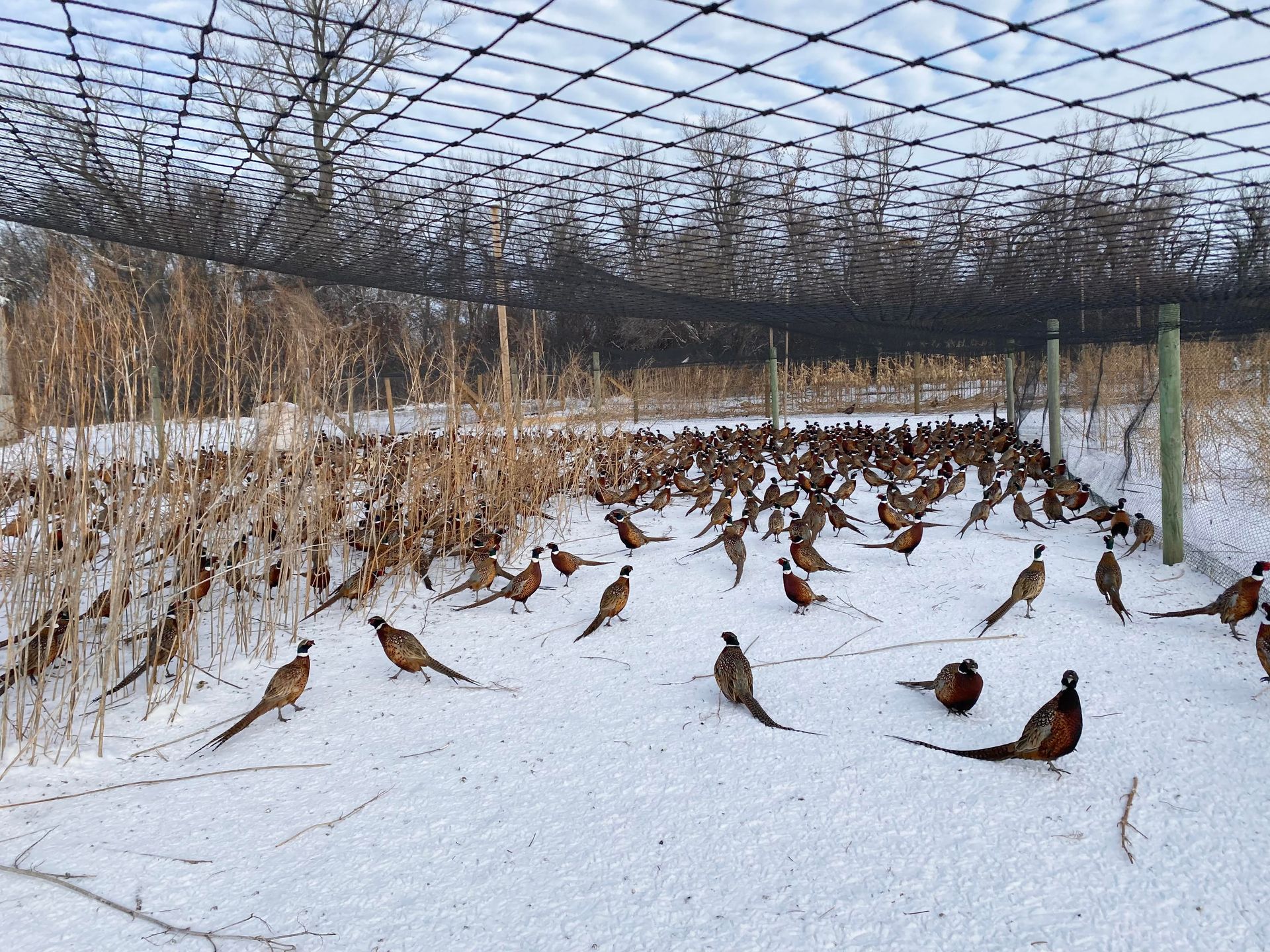Pheasants for Sale - Pheasant Farm in North Dakota