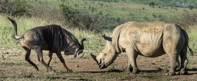 Animals Covered In Mud