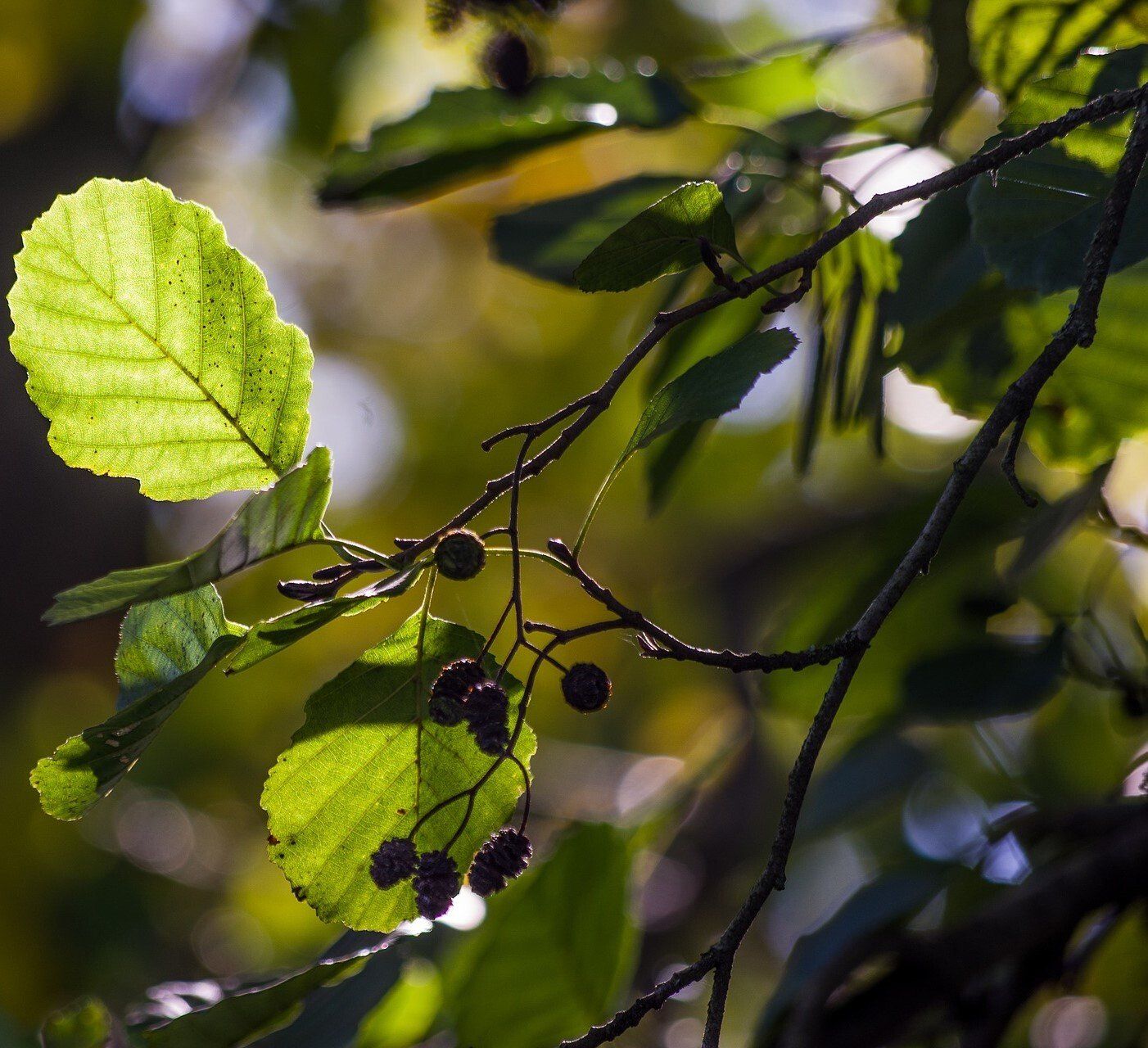 Welkom Onder De Elzenboom