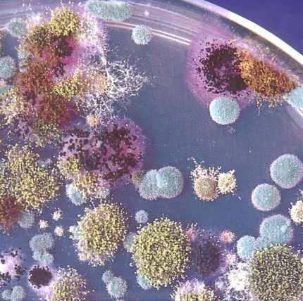 Biotoxin Illness | Boss Chiropractic | The Woodlands, TX