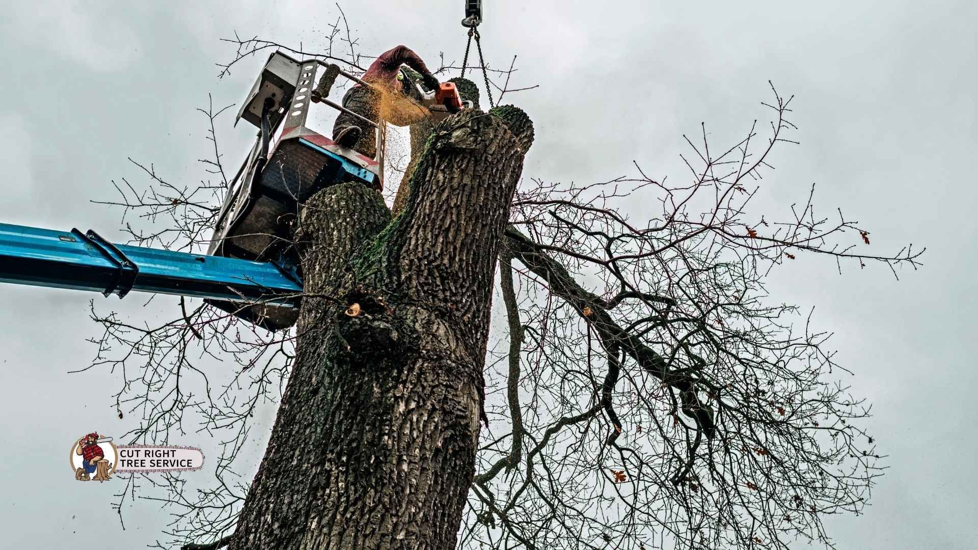The Benefits of Crane-Assisted Tree Service for Safe and Efficient Tree ...