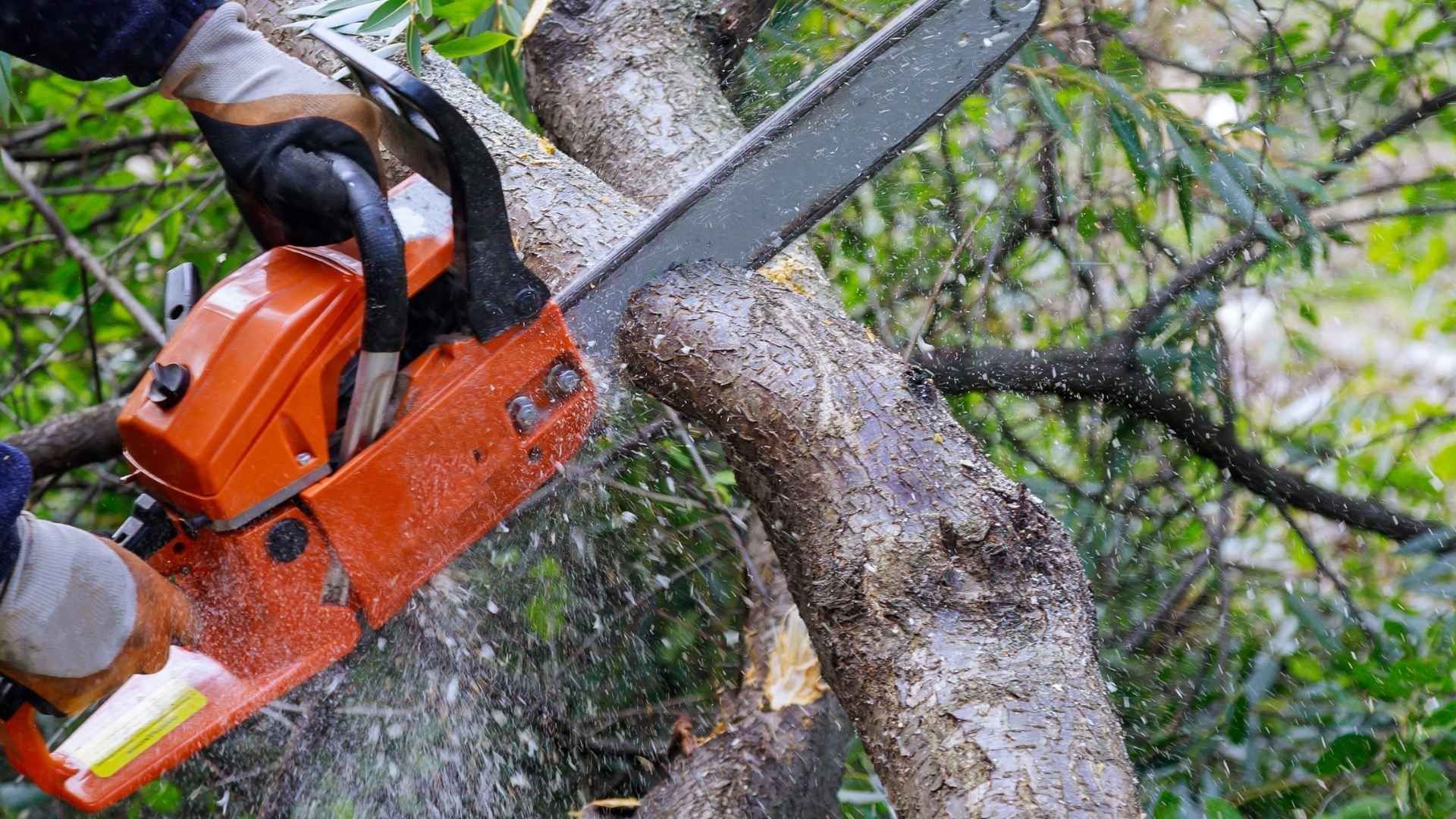 Why Regular Tree Trimming is Essential for Your Chattanooga Property