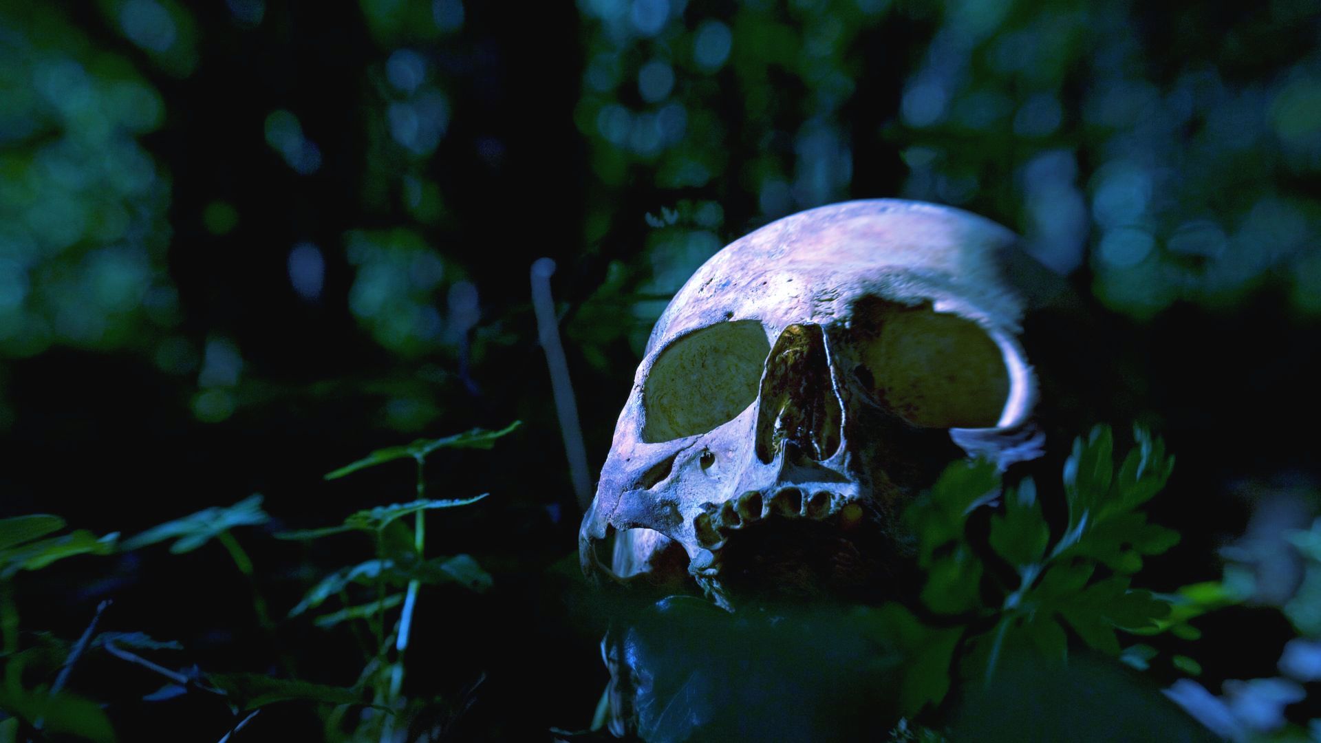 Decomp, Crime Scene Cleanup and the Body Farm