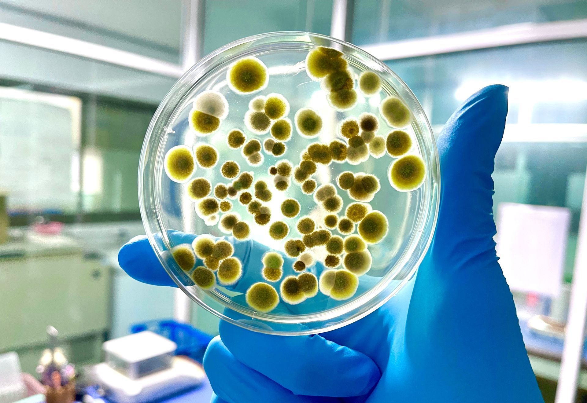 Mycotoxin Inspection & Testing | Texas Mycotoxin Experts – AIG