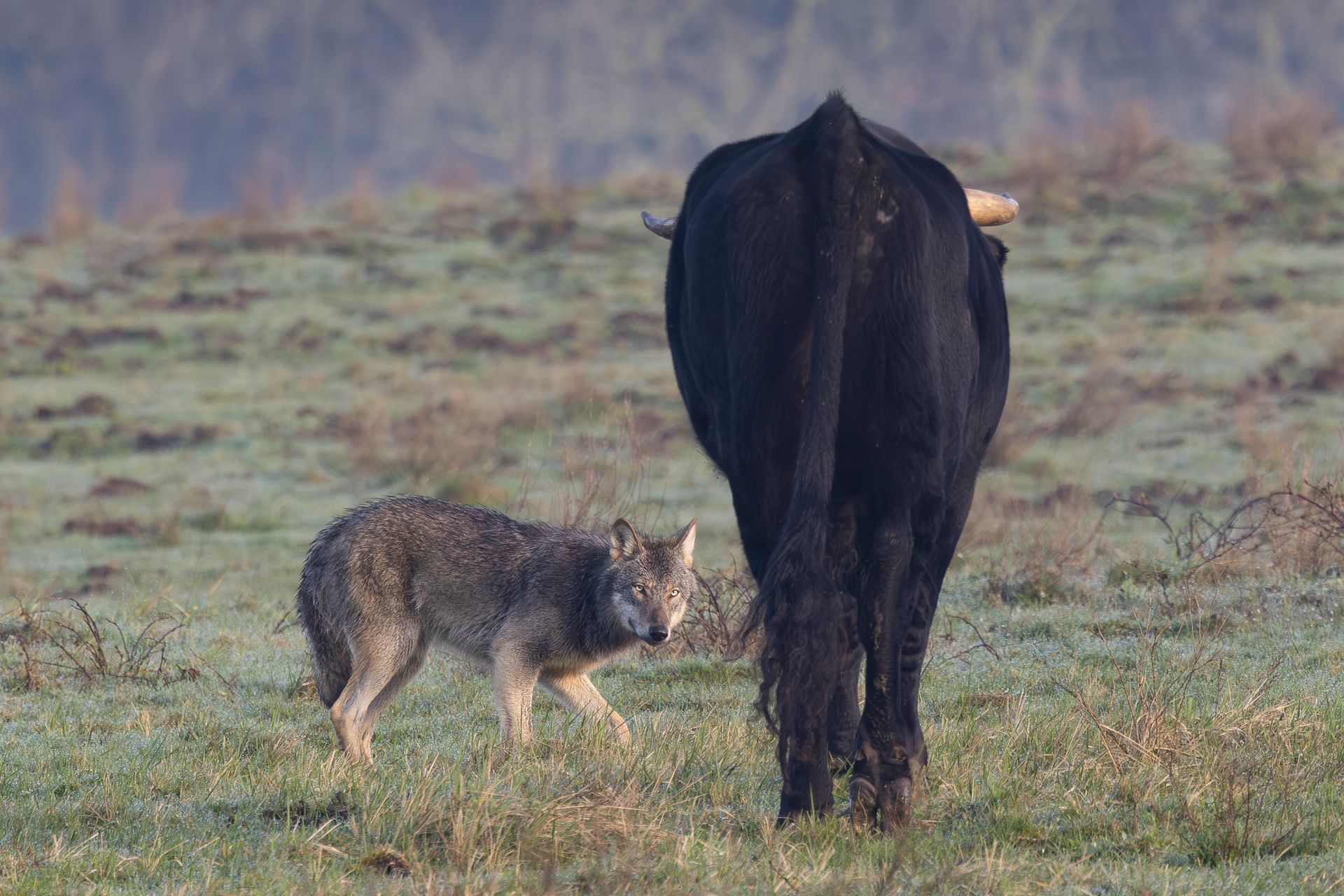 De Wolf In Nederland