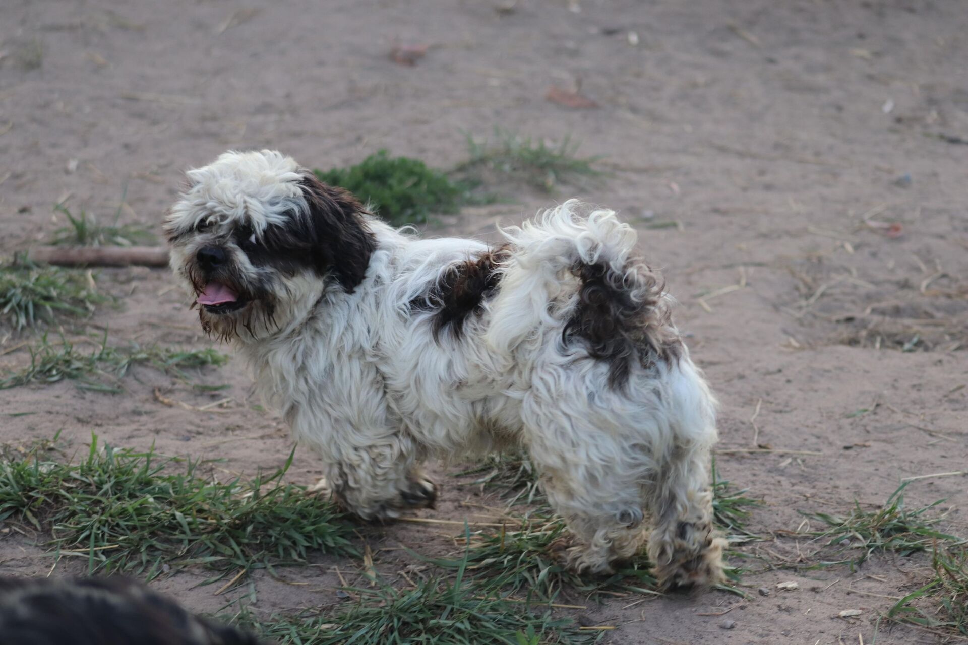 Precious Paws Puppy Breeders -Puppies for Sale in Ontario