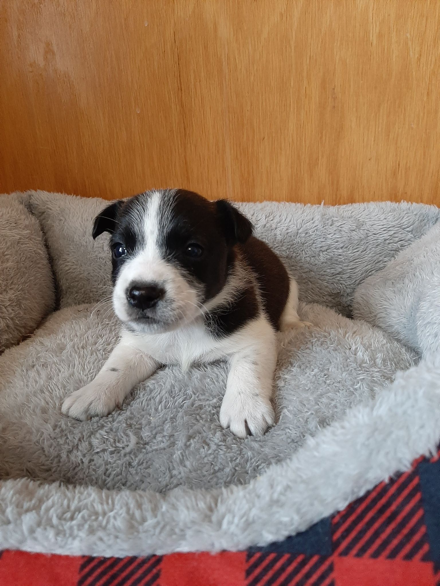 Our Puppies
