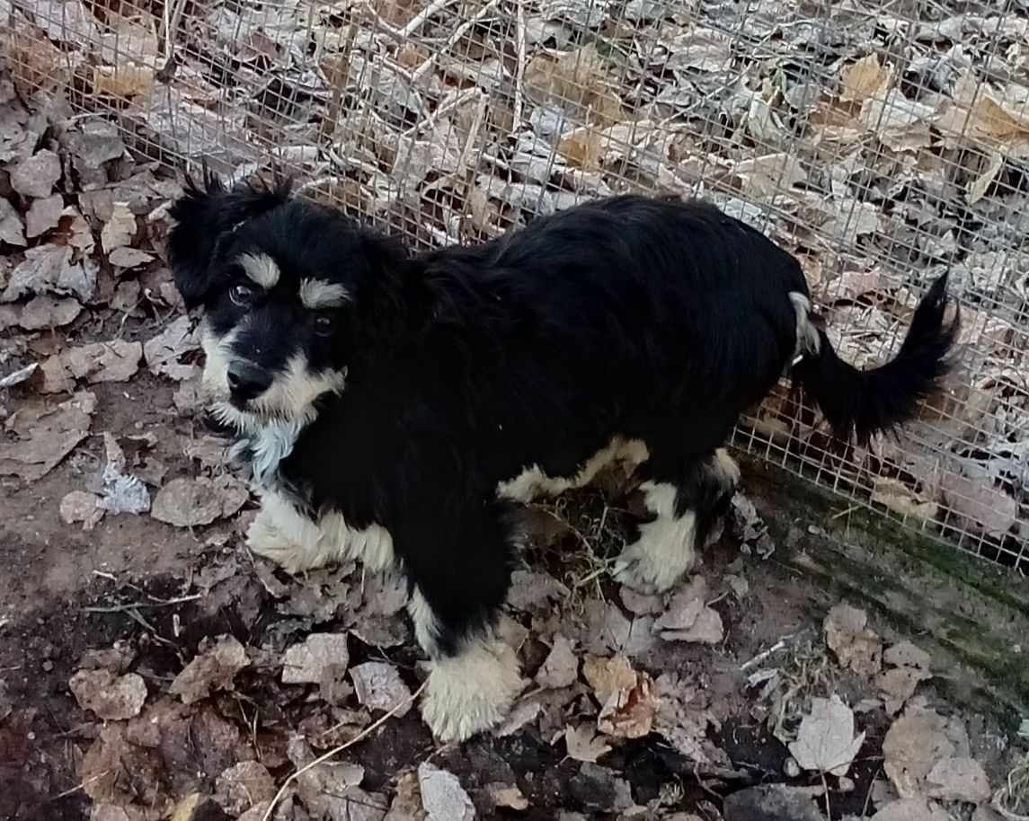 Precious Paws Puppy Breeders -Puppies for Sale in Ontario