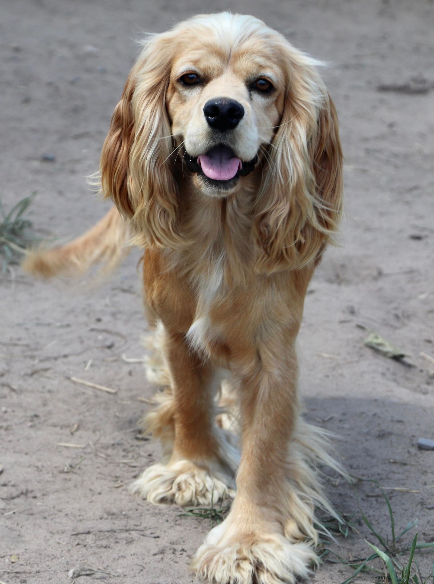 Precious Paws Puppy Breeders -Puppies for Sale in Ontario