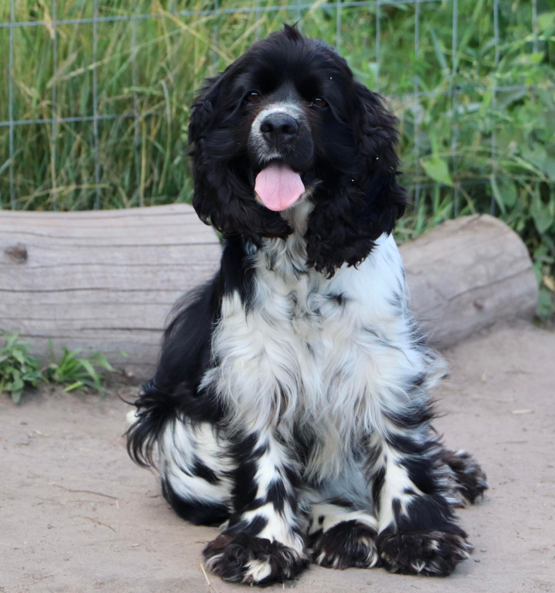 Precious Paws Puppy Breeders -Puppies for Sale in Ontario