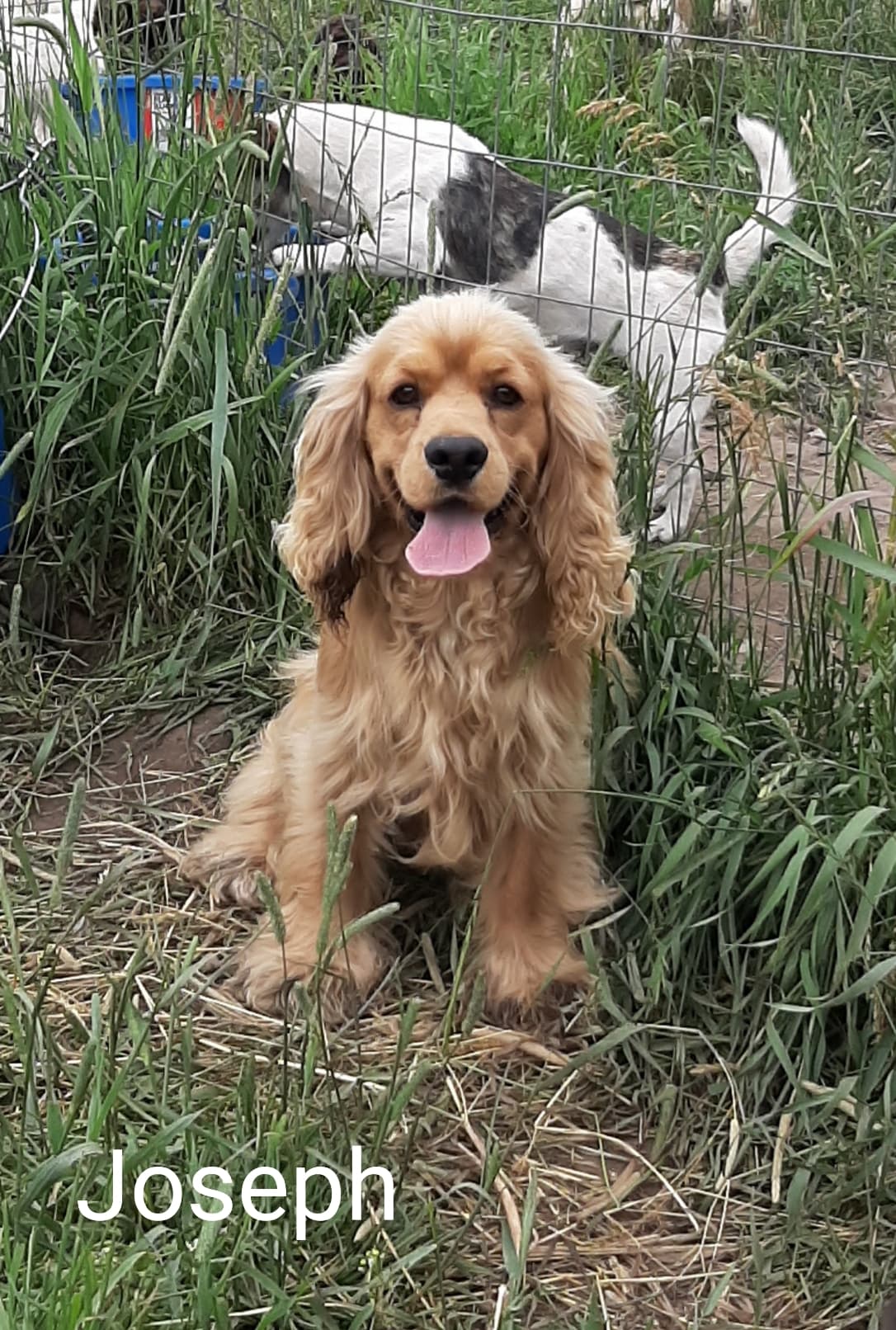Precious Paws Puppy Breeders -Puppies for Sale in Ontario
