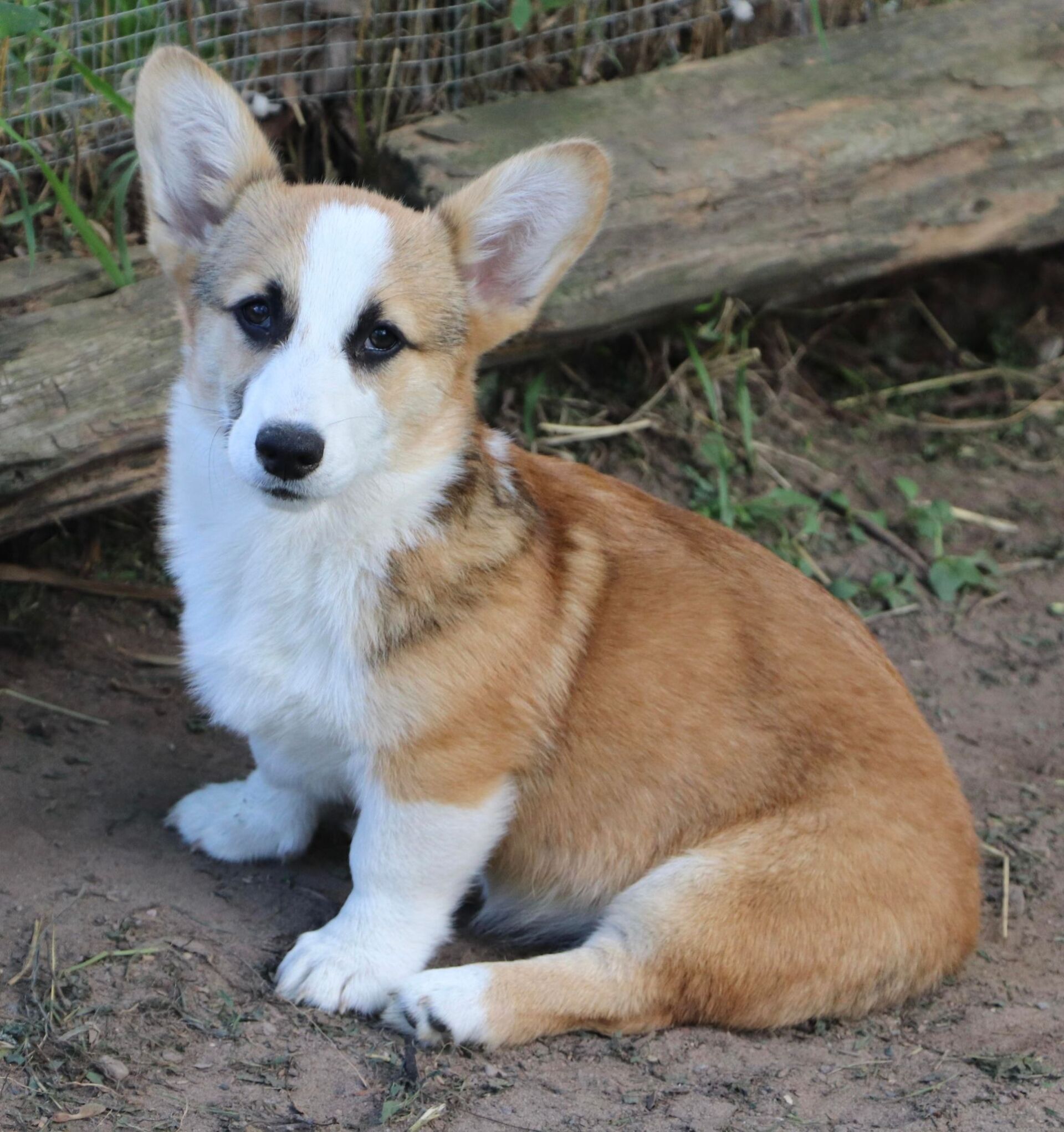 Precious Paws Puppy Breeders -Puppies for Sale in Ontario