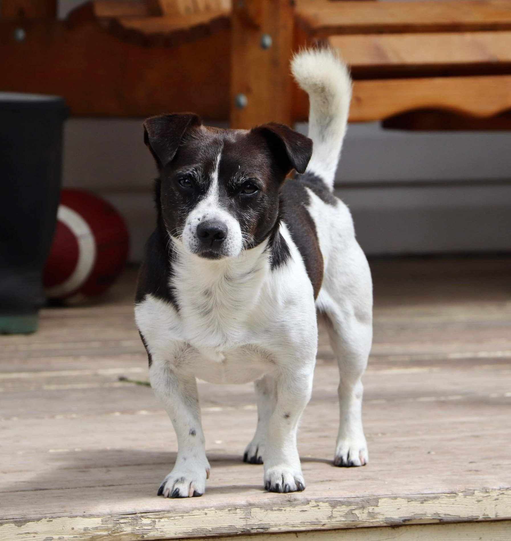 Precious Paws Puppy Breeders -Puppies for Sale in Ontario