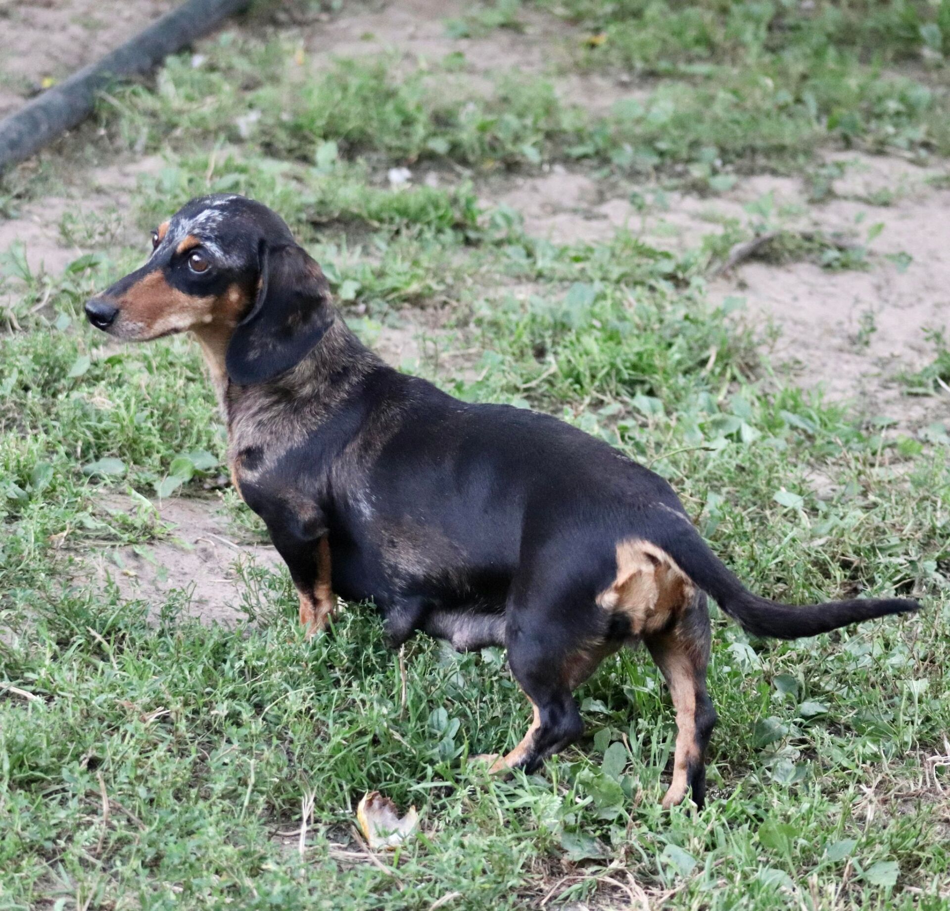 Precious Paws Puppy Breeders -Puppies for Sale in Ontario