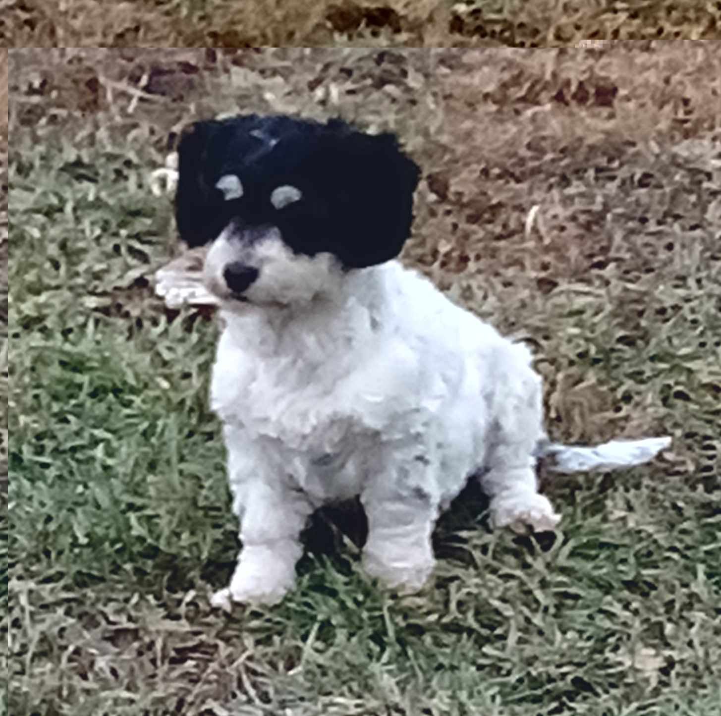 Precious Paws Puppy Breeders -Puppies for Sale in Ontario