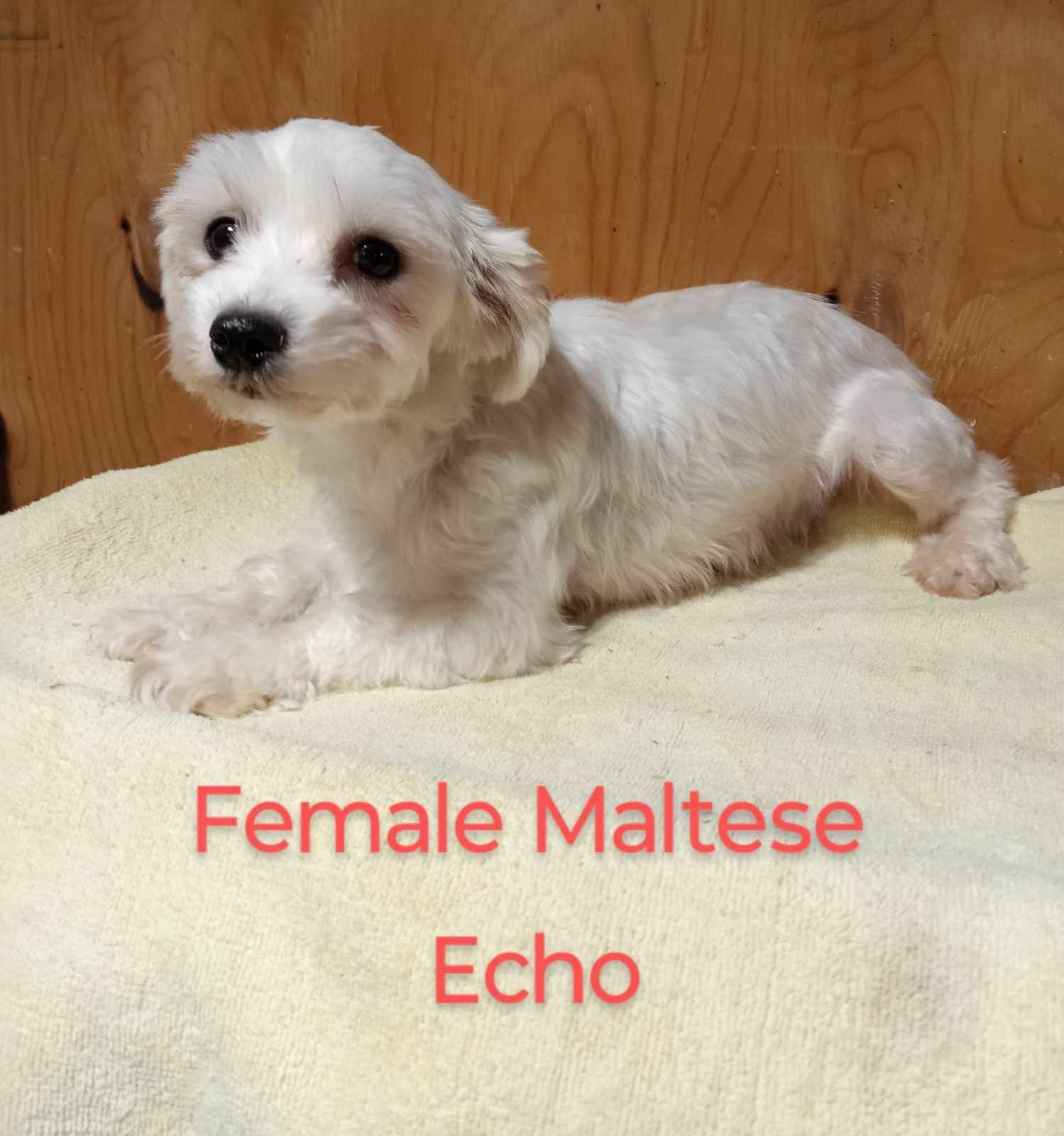 Precious Paws Puppy Breeders -Puppies for Sale in Ontario Precious Paws Puppy Breeders -Puppies for Sale in Ontario