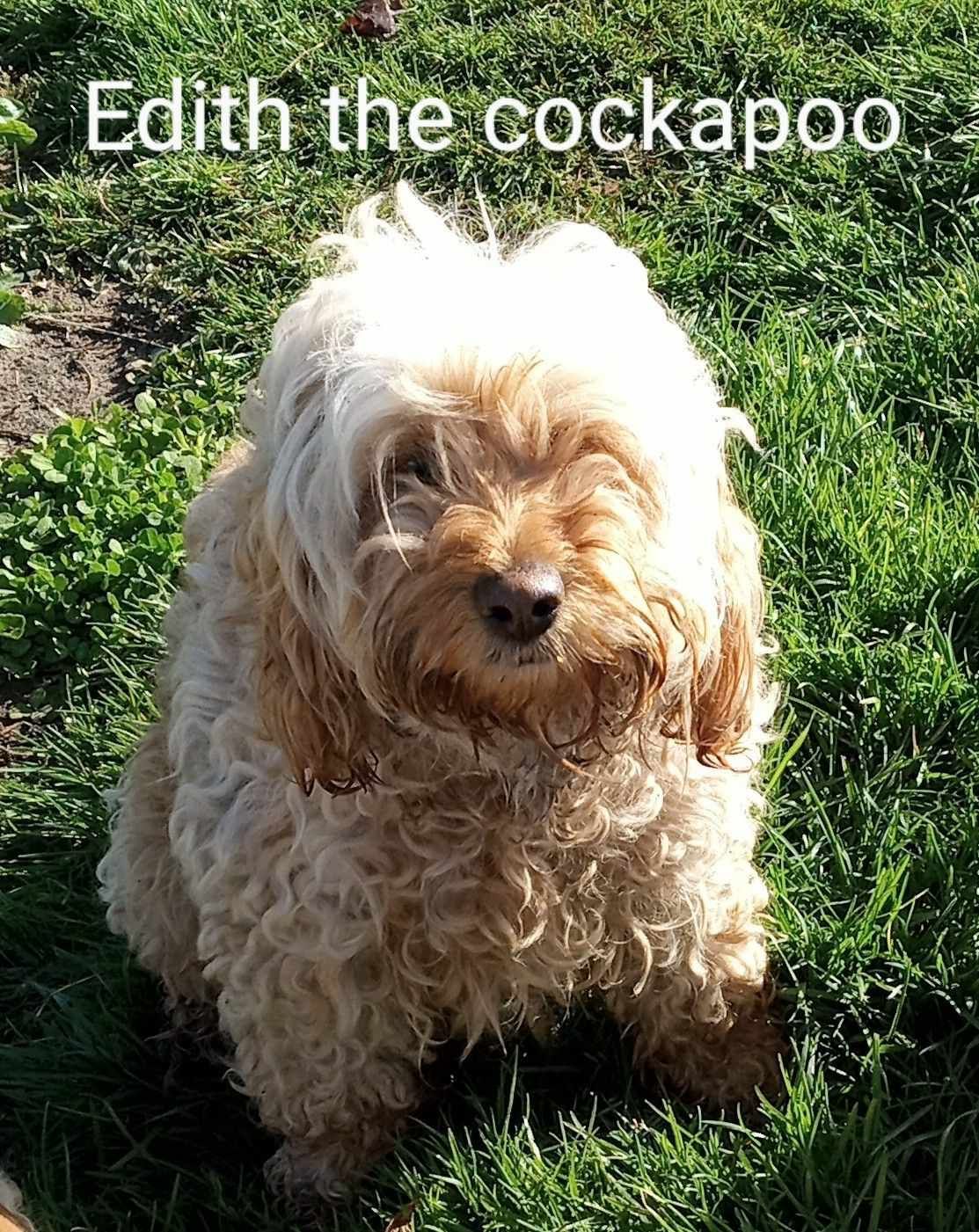 Precious Paws Puppy Breeders -Puppies for Sale in Ontario