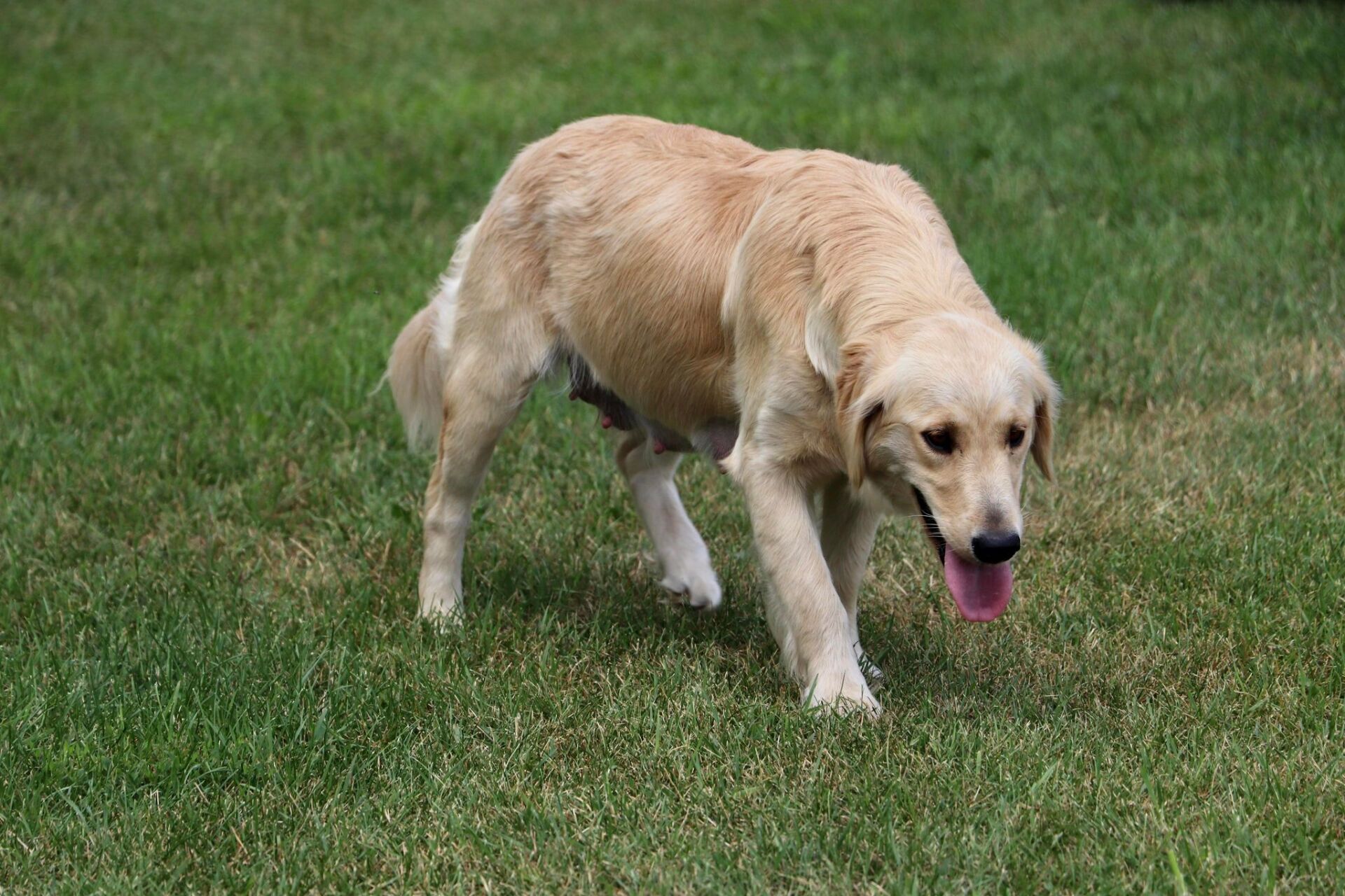 Precious Paws Puppy Breeders -Puppies for Sale in Ontario