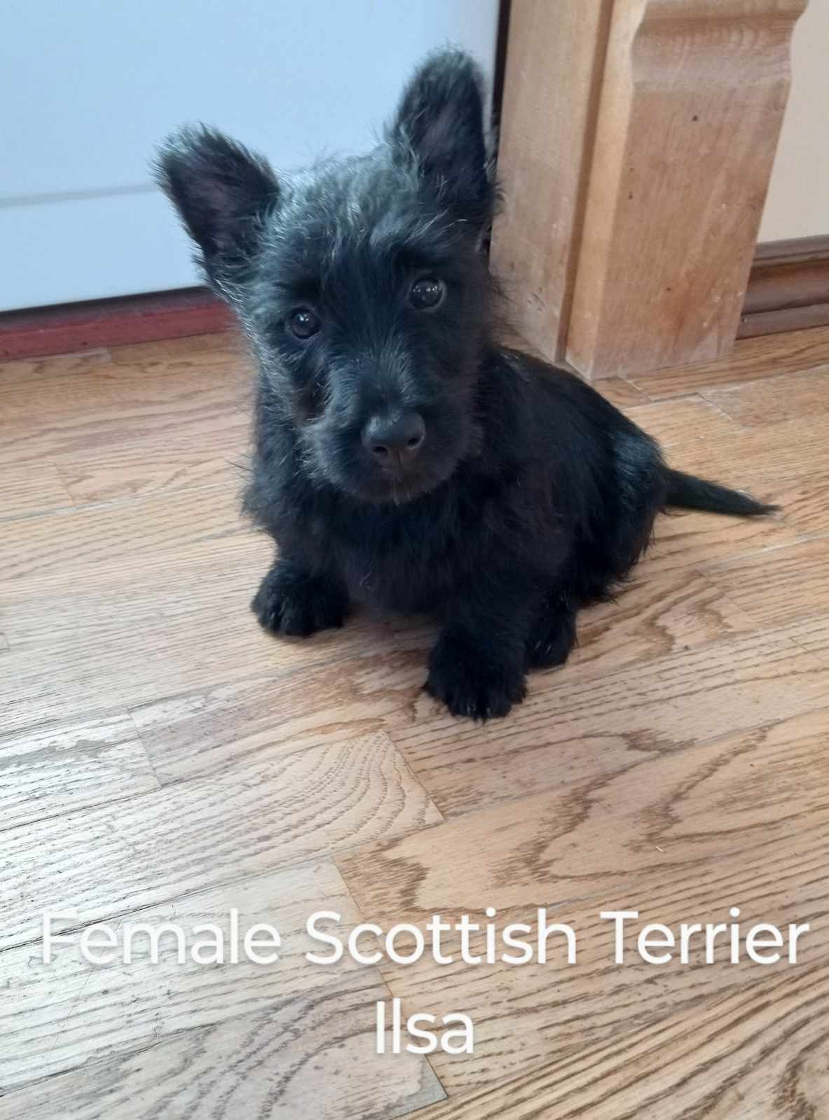 Precious Paws Puppy Breeders -Puppies for Sale in Ontario