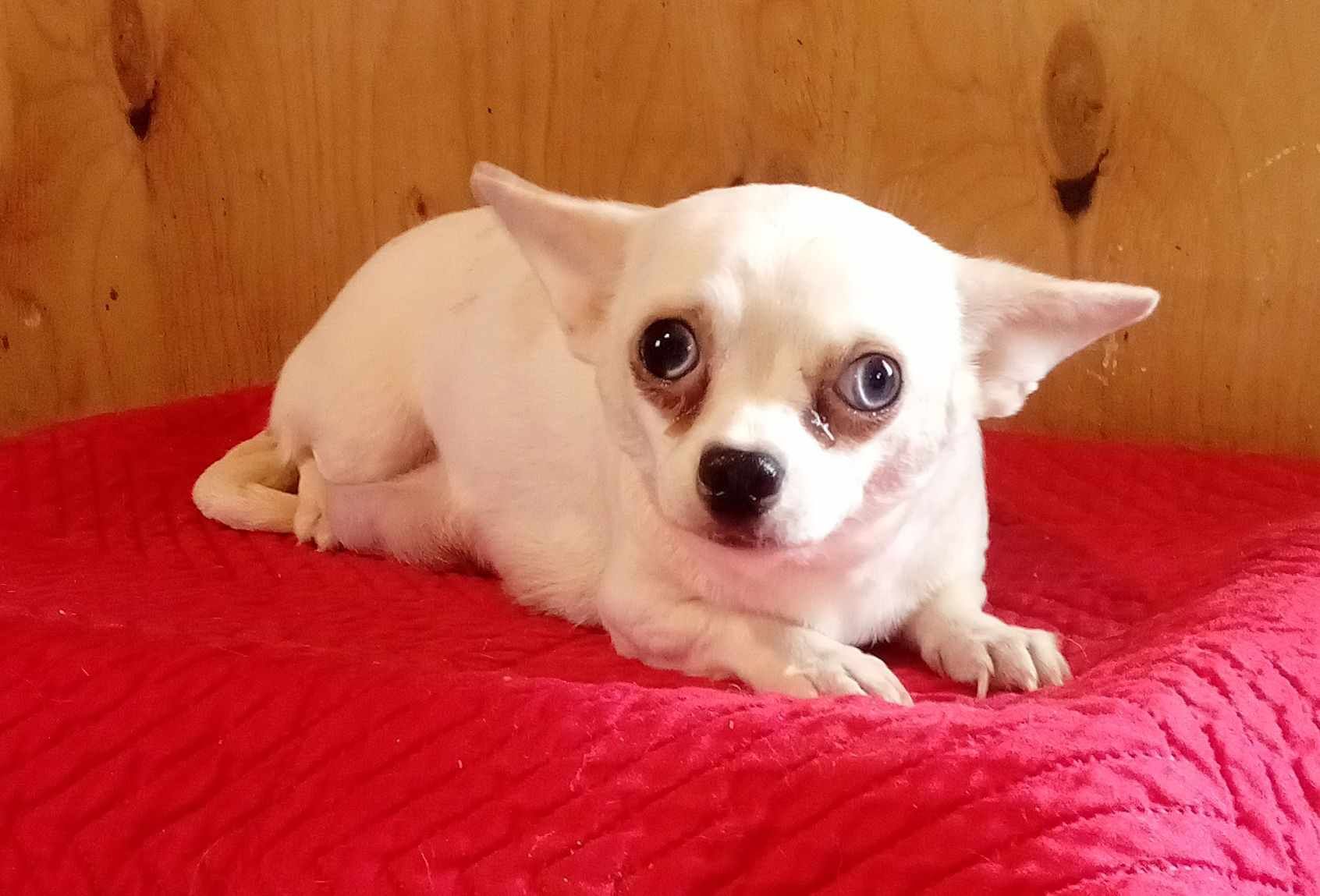 Precious Paws Puppy Breeders -Puppies for Sale in Ontario