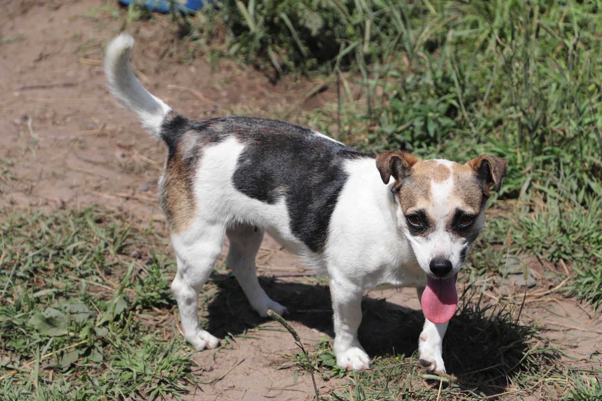 Precious Paws Puppy Breeders -Puppies for Sale in Ontario