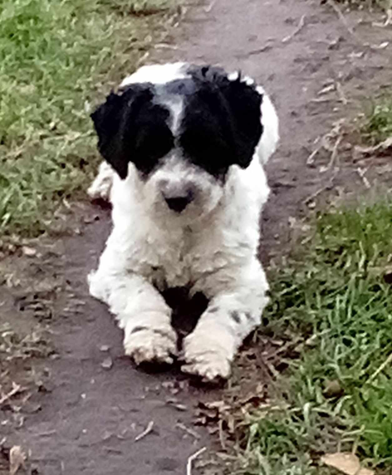 Precious Paws Puppy Breeders -Puppies for Sale in Ontario