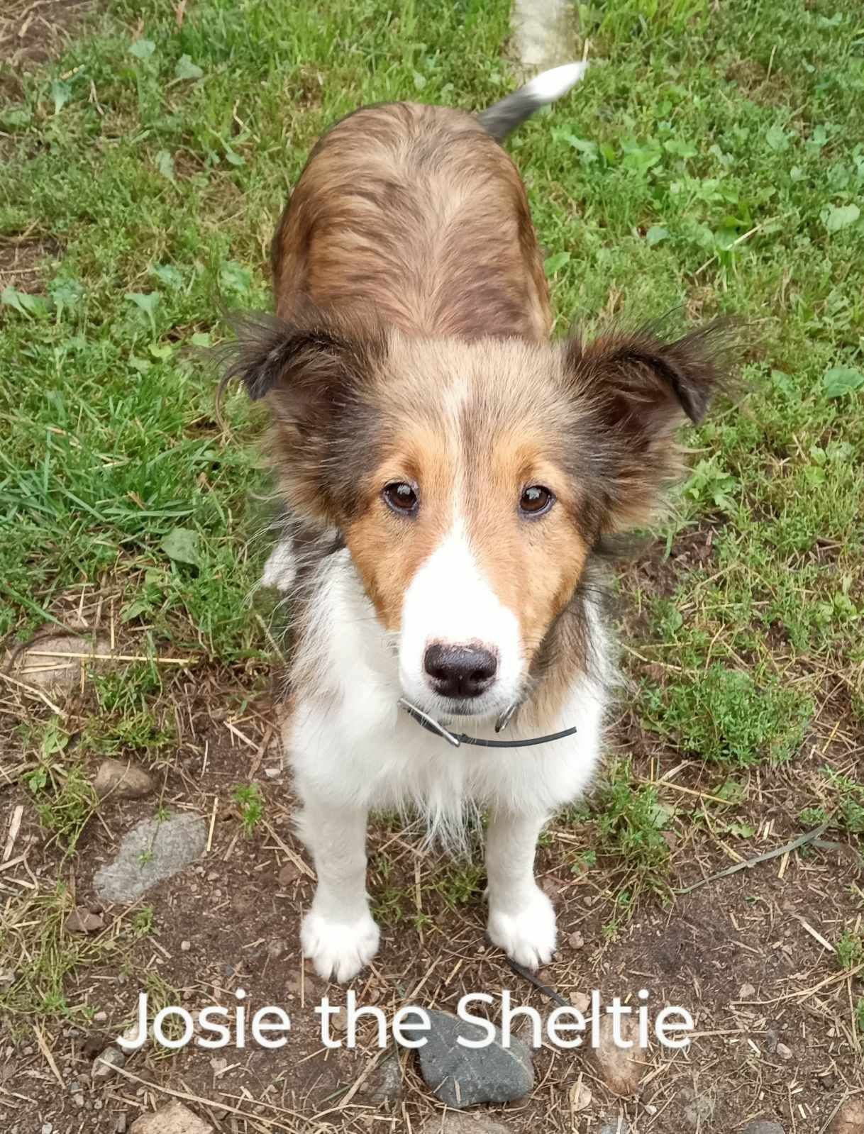 Precious Paws Puppy Breeders -Puppies for Sale in Ontario