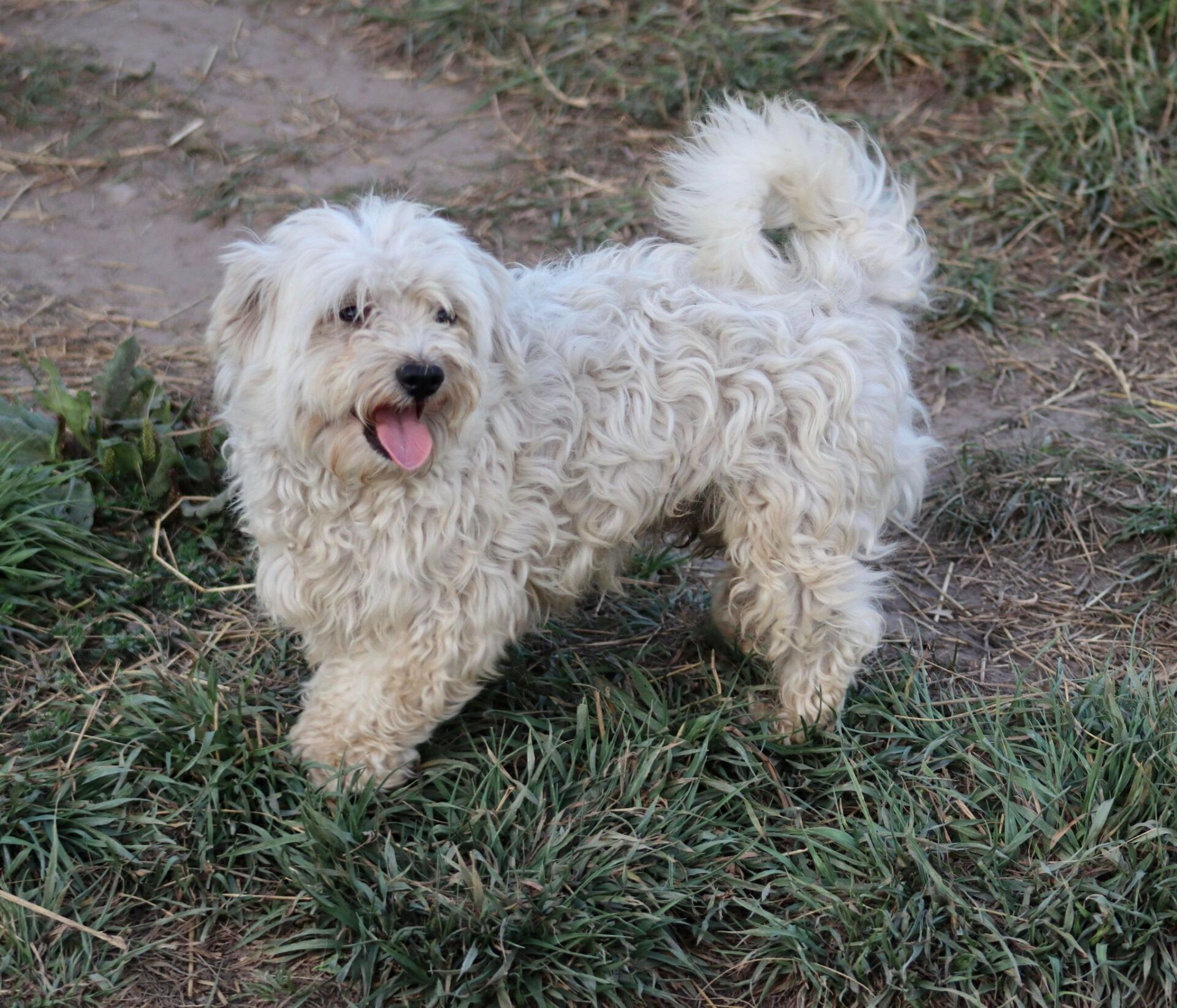 Precious Paws Puppy Breeders -Puppies for Sale in Ontario